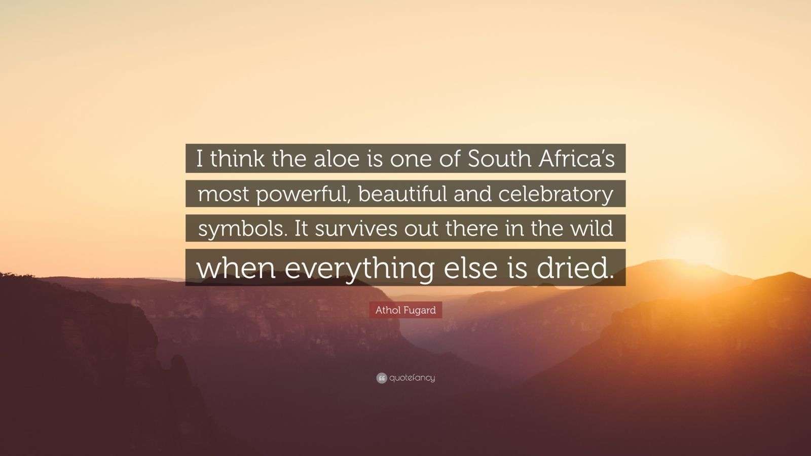 Athol Fugard Quote: “I think the aloe is one of South Africa’s most ...