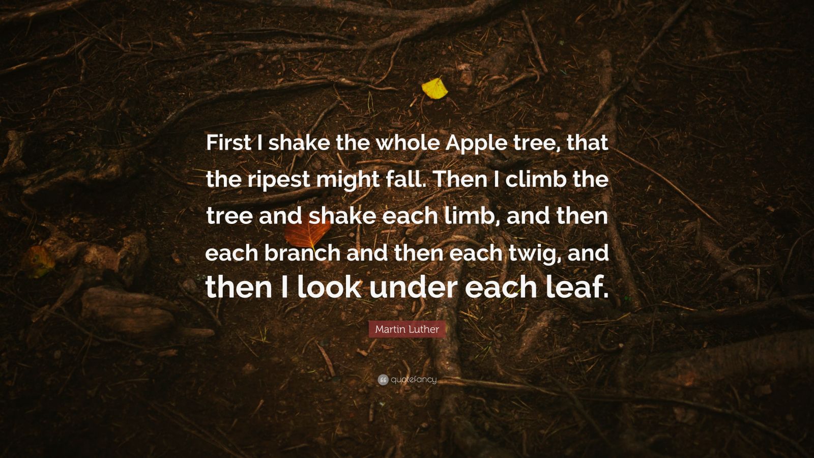 Martin Luther Quote: “First I shake the whole Apple tree, that the ...