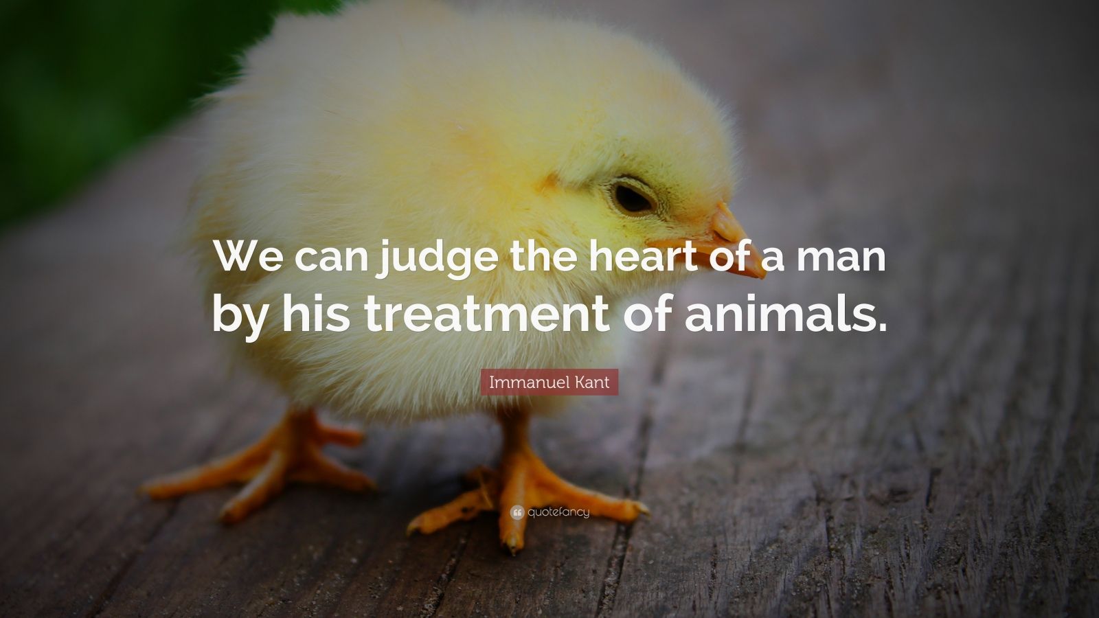 Immanuel Kant Quote: “We can judge the heart of a man by his treatment ...