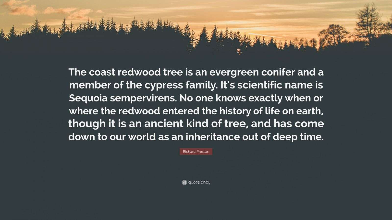 Richard Preston Quote: “The coast redwood tree is an evergreen conifer ...