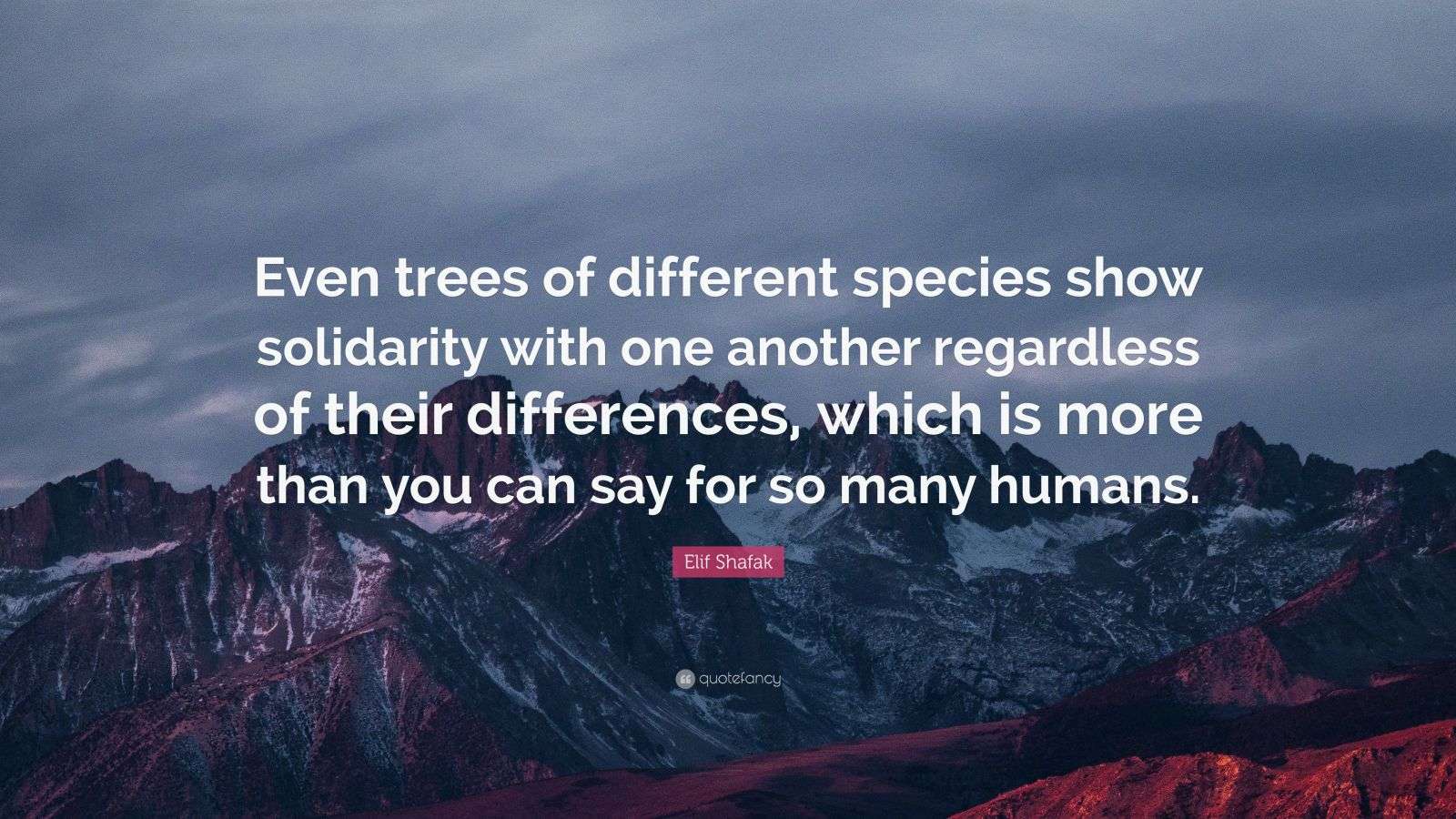 Elif Shafak Quote: “Even trees of different species show solidarity ...