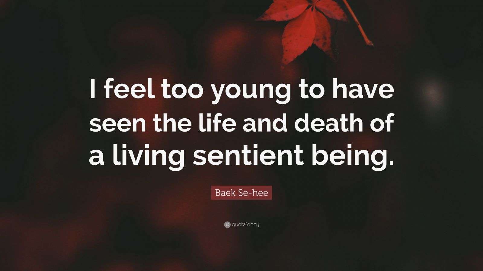 Baek Se-hee Quote: “I feel too young to have seen the life and death of ...