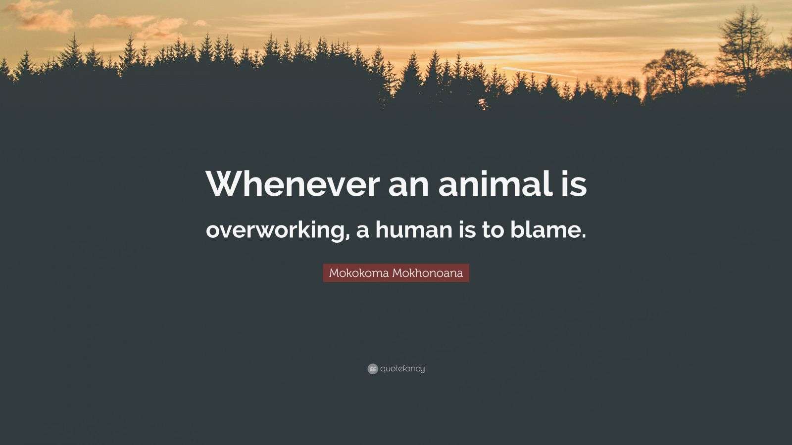 Mokokoma Mokhonoana Quote: “Whenever an animal is overworking, a human ...