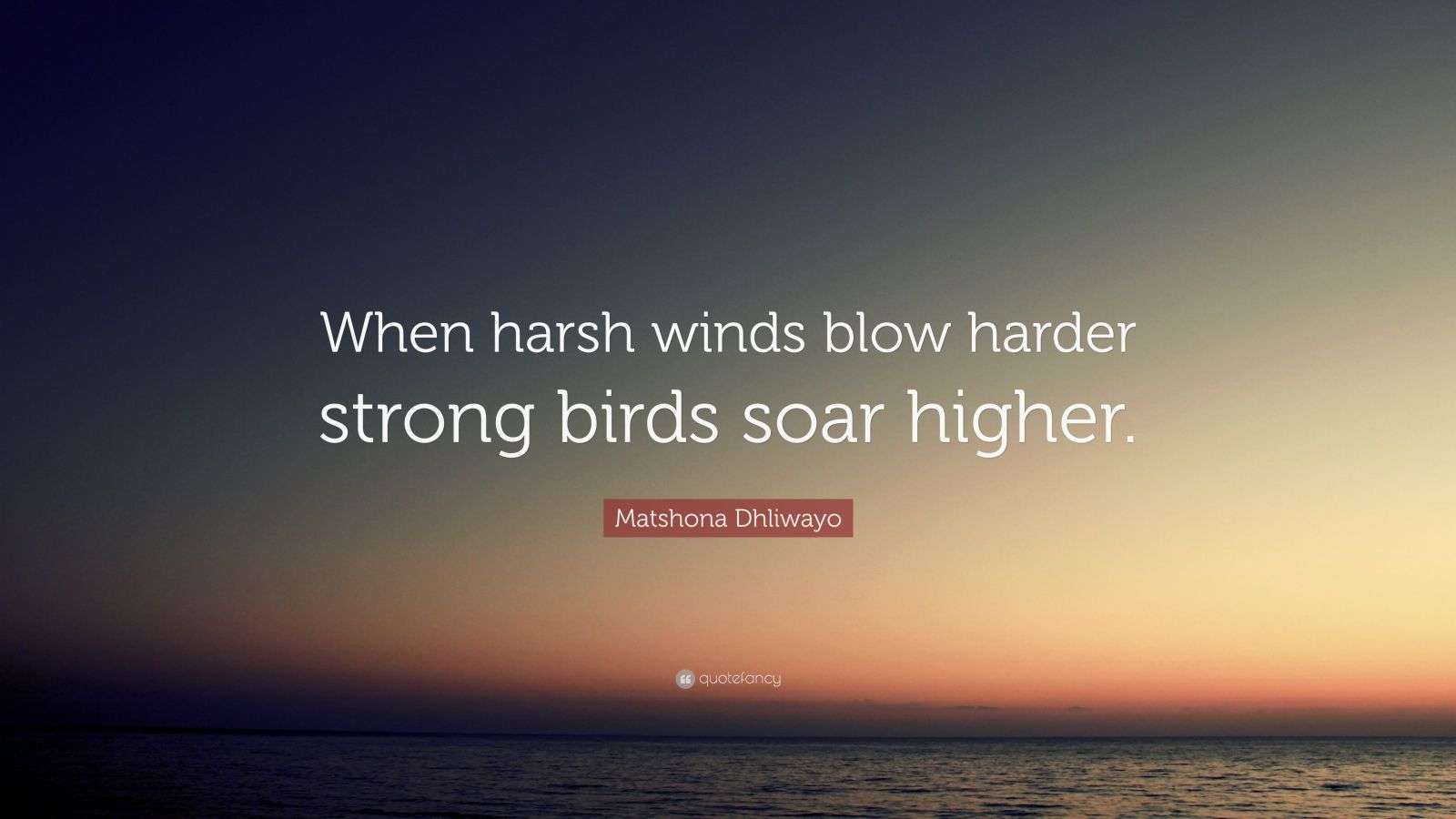 Matshona Dhliwayo Quote: “When harsh winds blow harder strong birds ...
