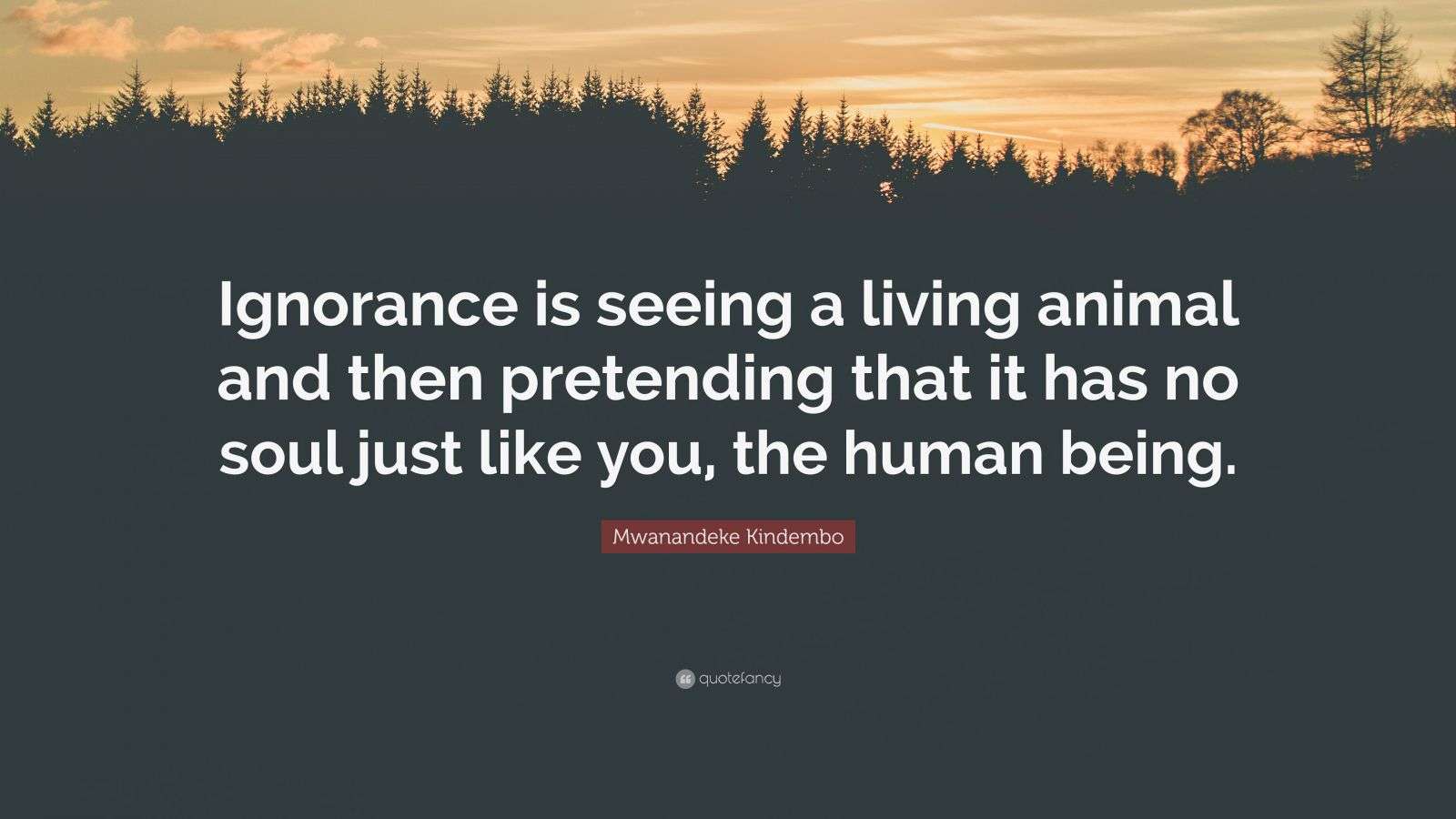 Mwanandeke Kindembo Quote: “Ignorance is seeing a living animal and ...