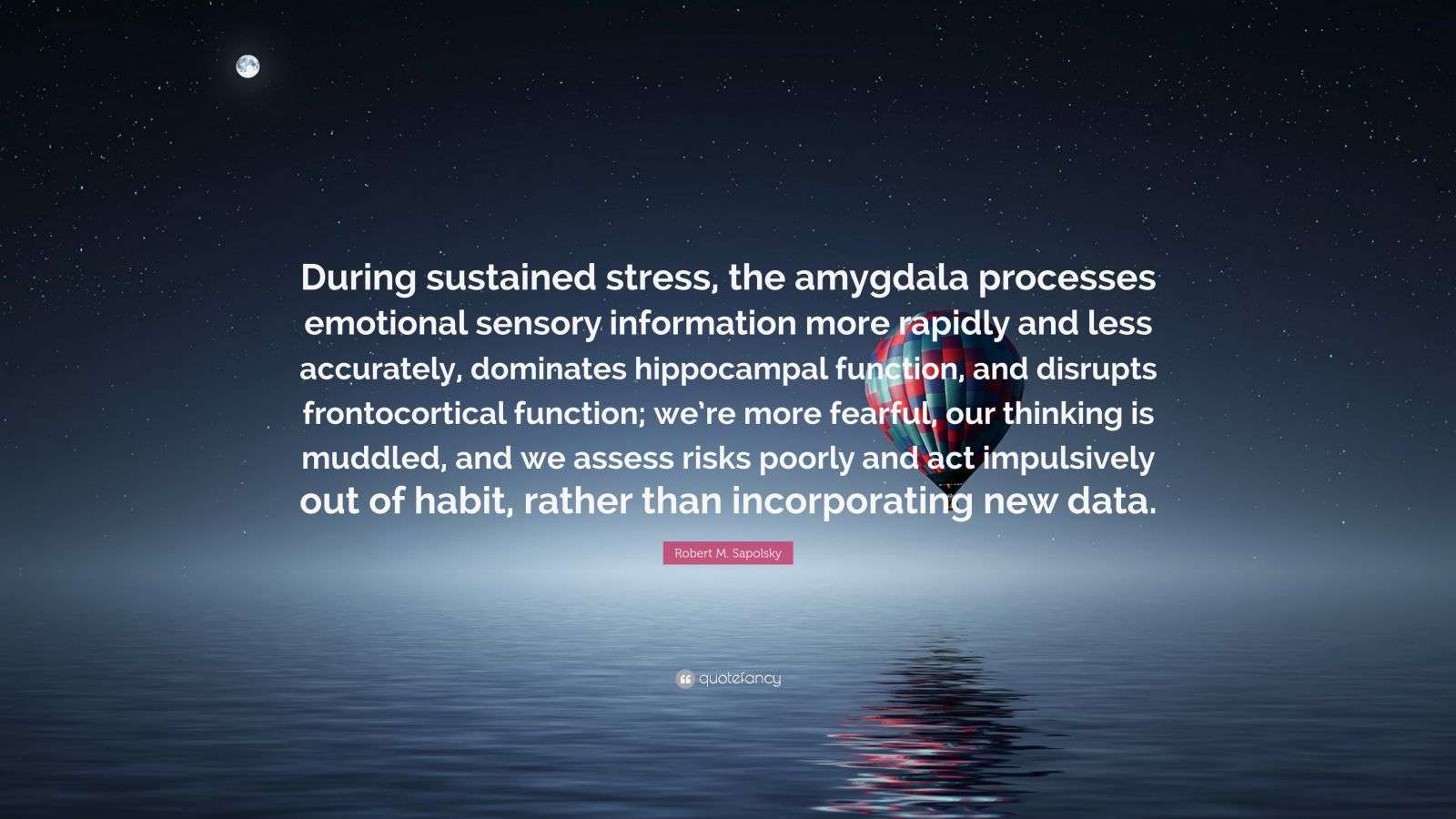 Robert M. Sapolsky Quote: “During sustained stress, the amygdala ...