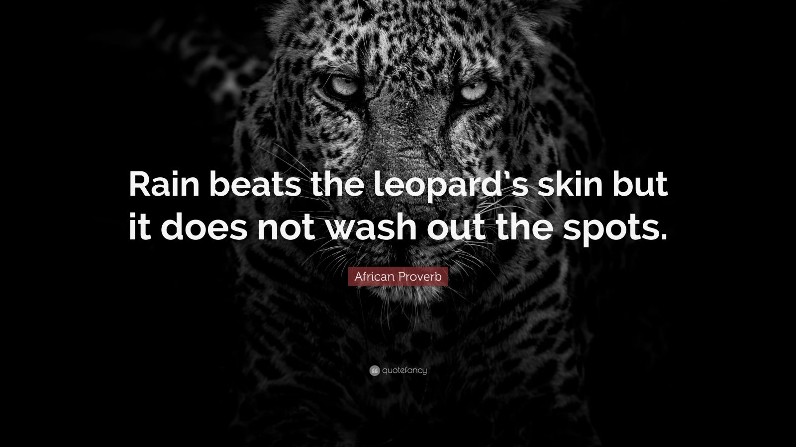 African Proverb Quote: “Rain beats the leopard’s skin but it does not ...
