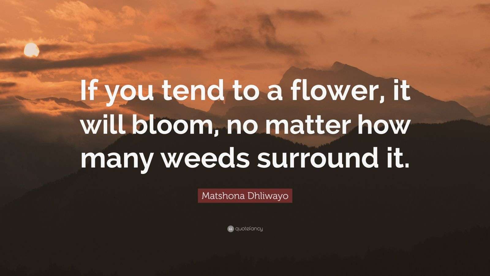 Matshona Dhliwayo Quote: “If you tend to a flower, it will bloom, no ...