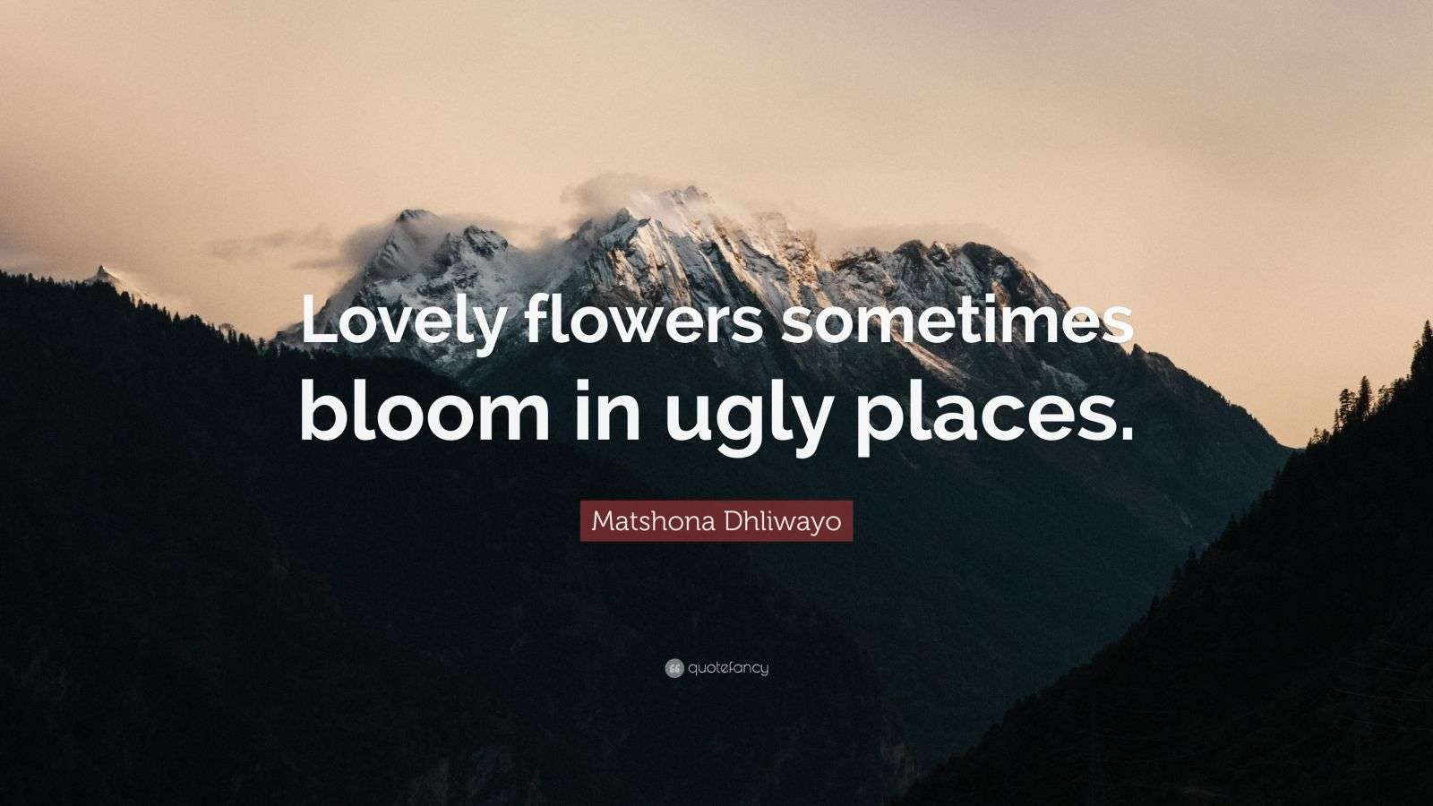 Matshona Dhliwayo Quote: “Lovely flowers sometimes bloom in ugly places.”