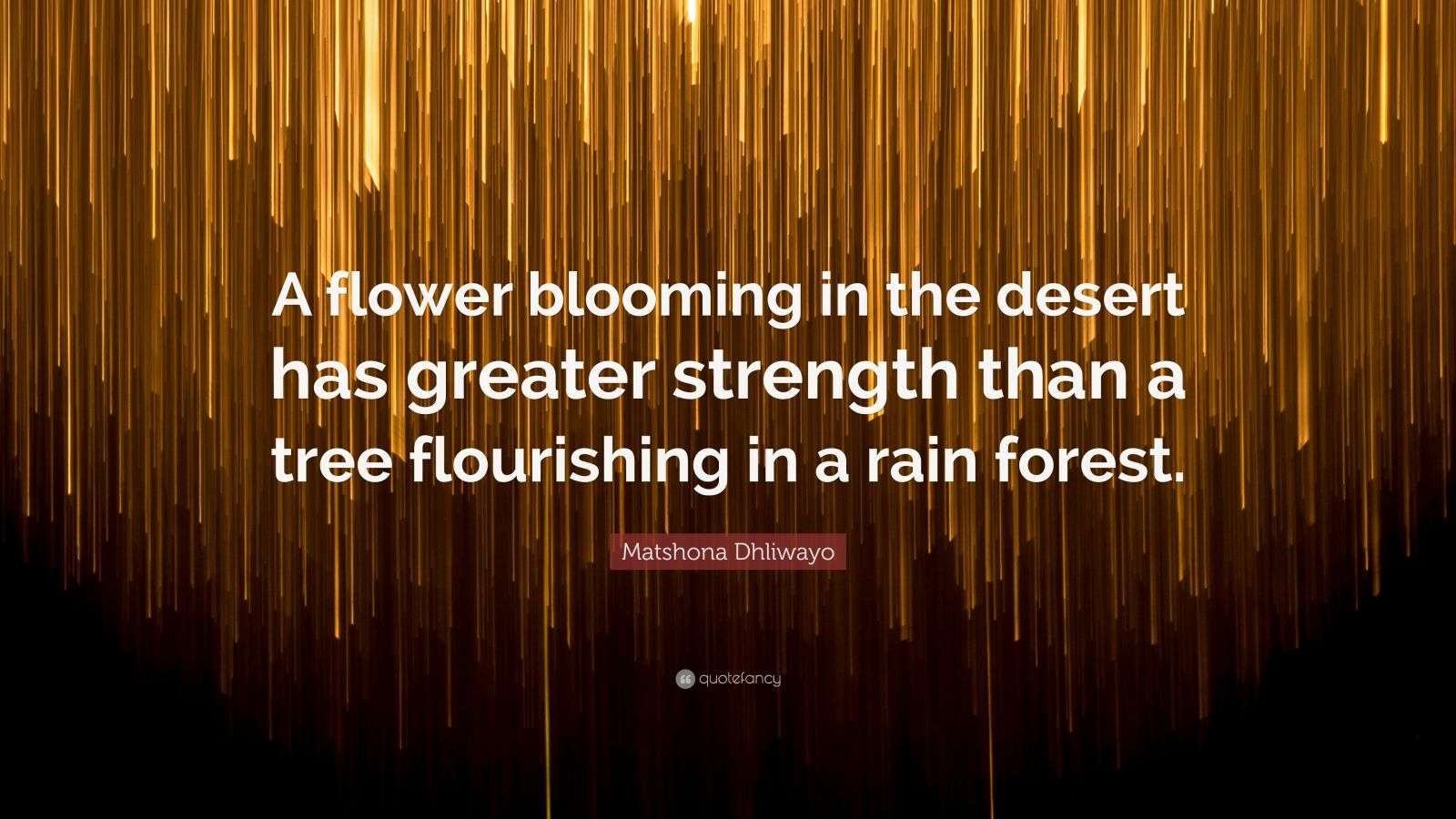 Matshona Dhliwayo Quote: “A flower blooming in the desert has greater ...
