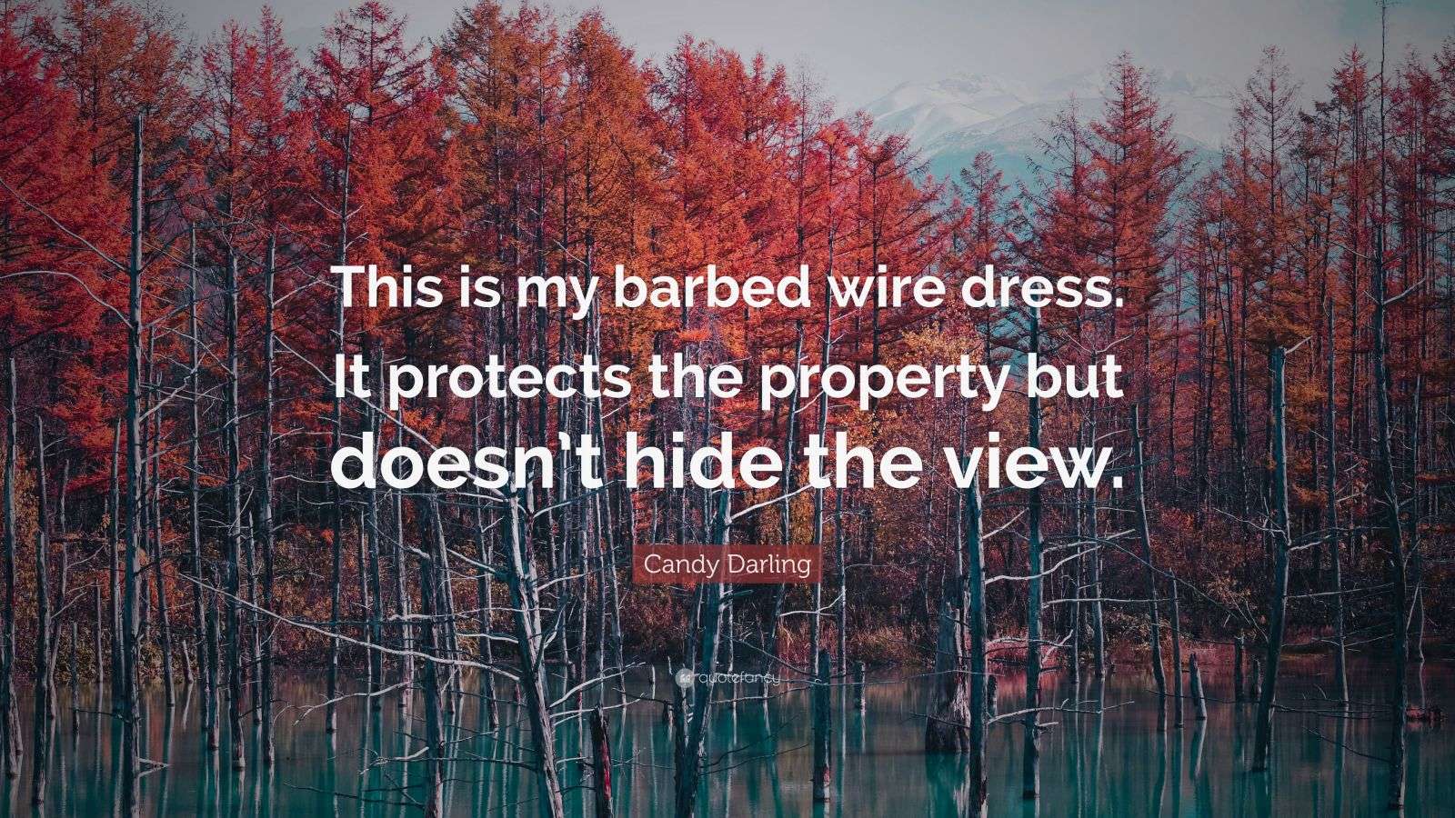 Candy Darling Quote: “This is my barbed wire dress. It protects the ...