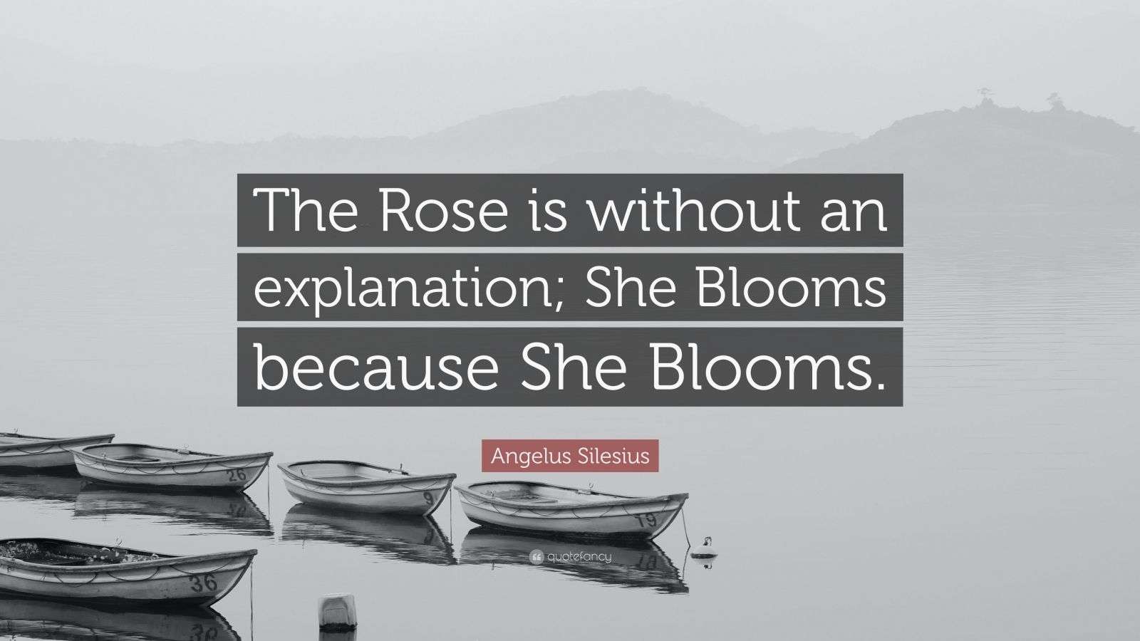 Angelus Silesius Quote: “The Rose is without an explanation; She Blooms ...