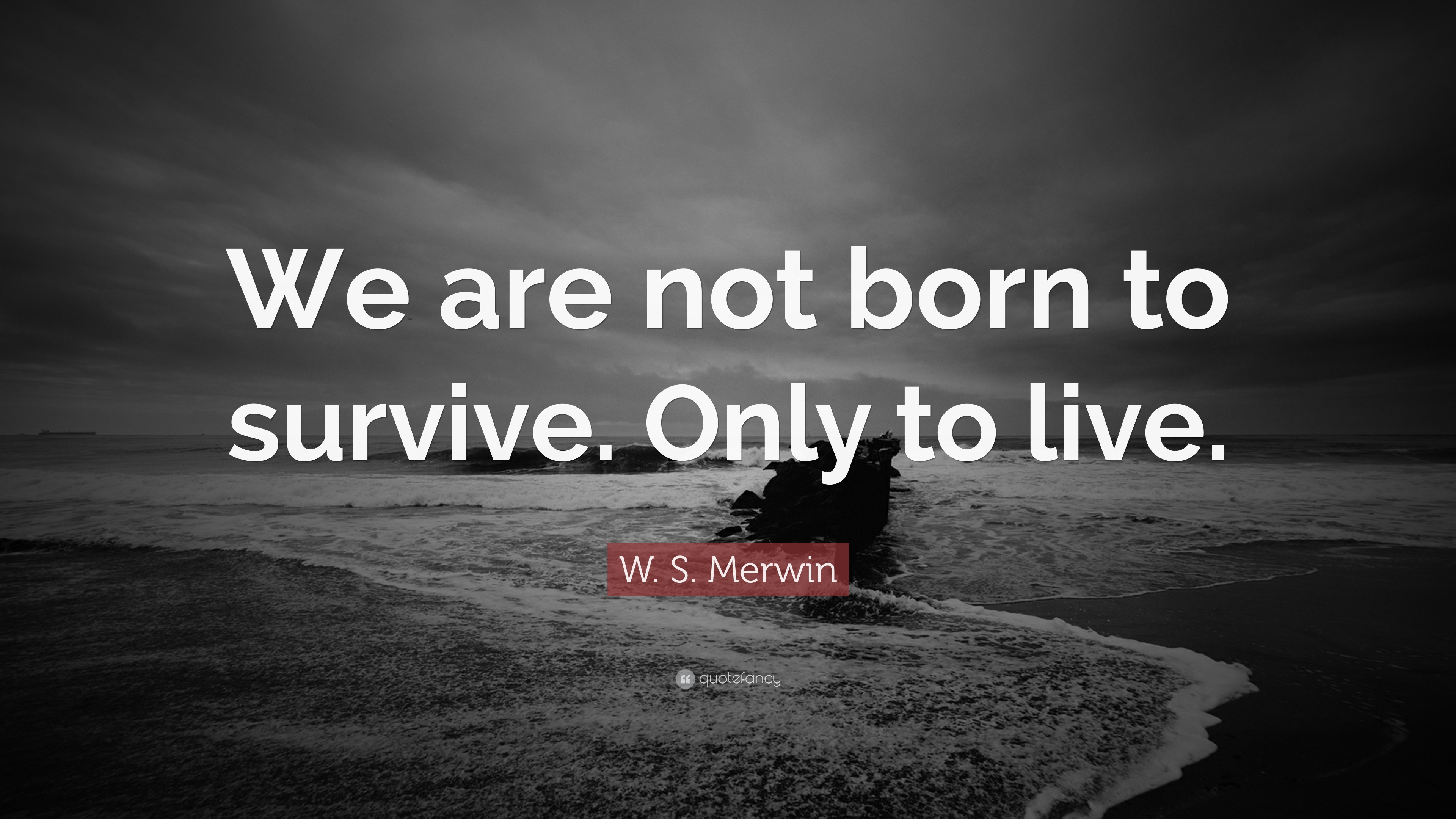 W. S. Merwin Quote: “We are not born to survive. Only to live.”