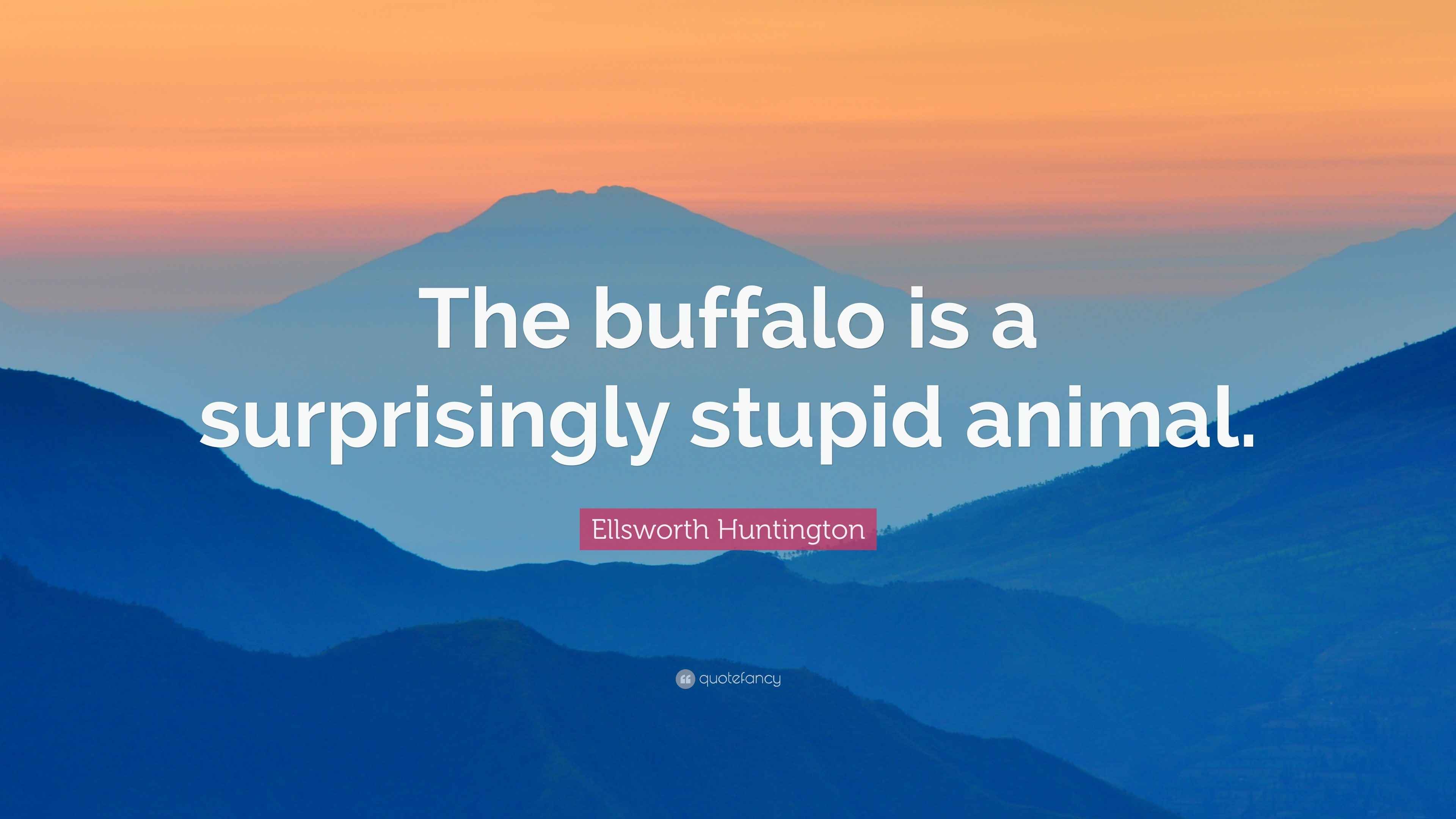 Ellsworth Huntington Quote: “The buffalo is a surprisingly stupid animal.”