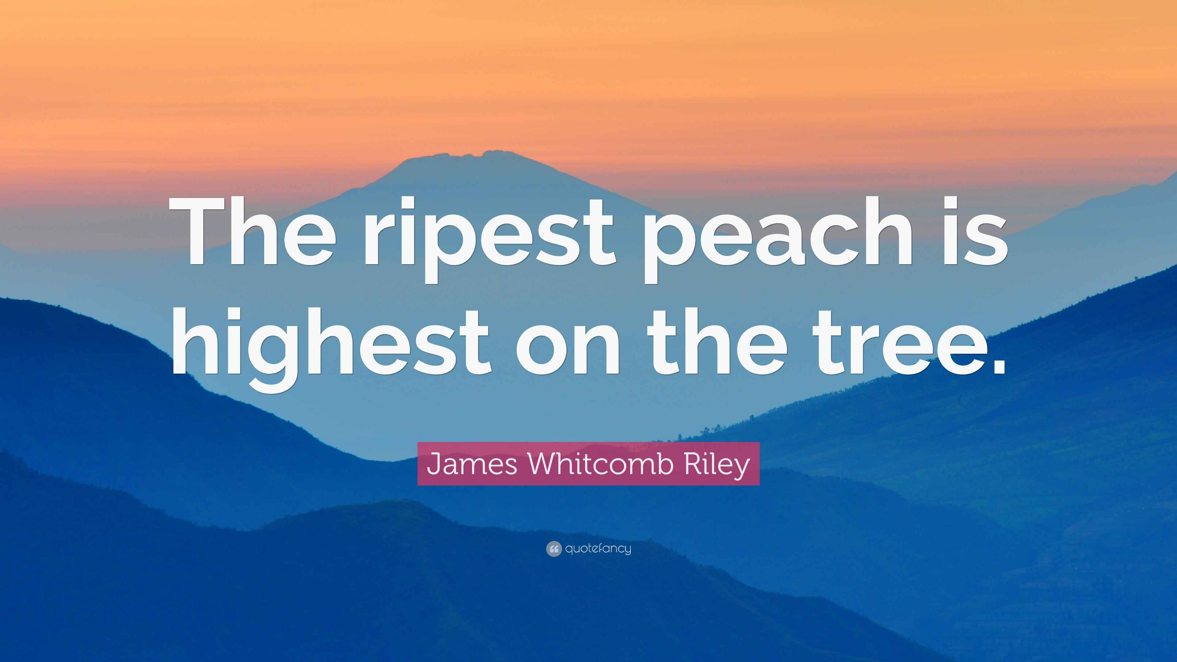 James Whitcomb Riley Quote: “The ripest peach is highest on the tree.”