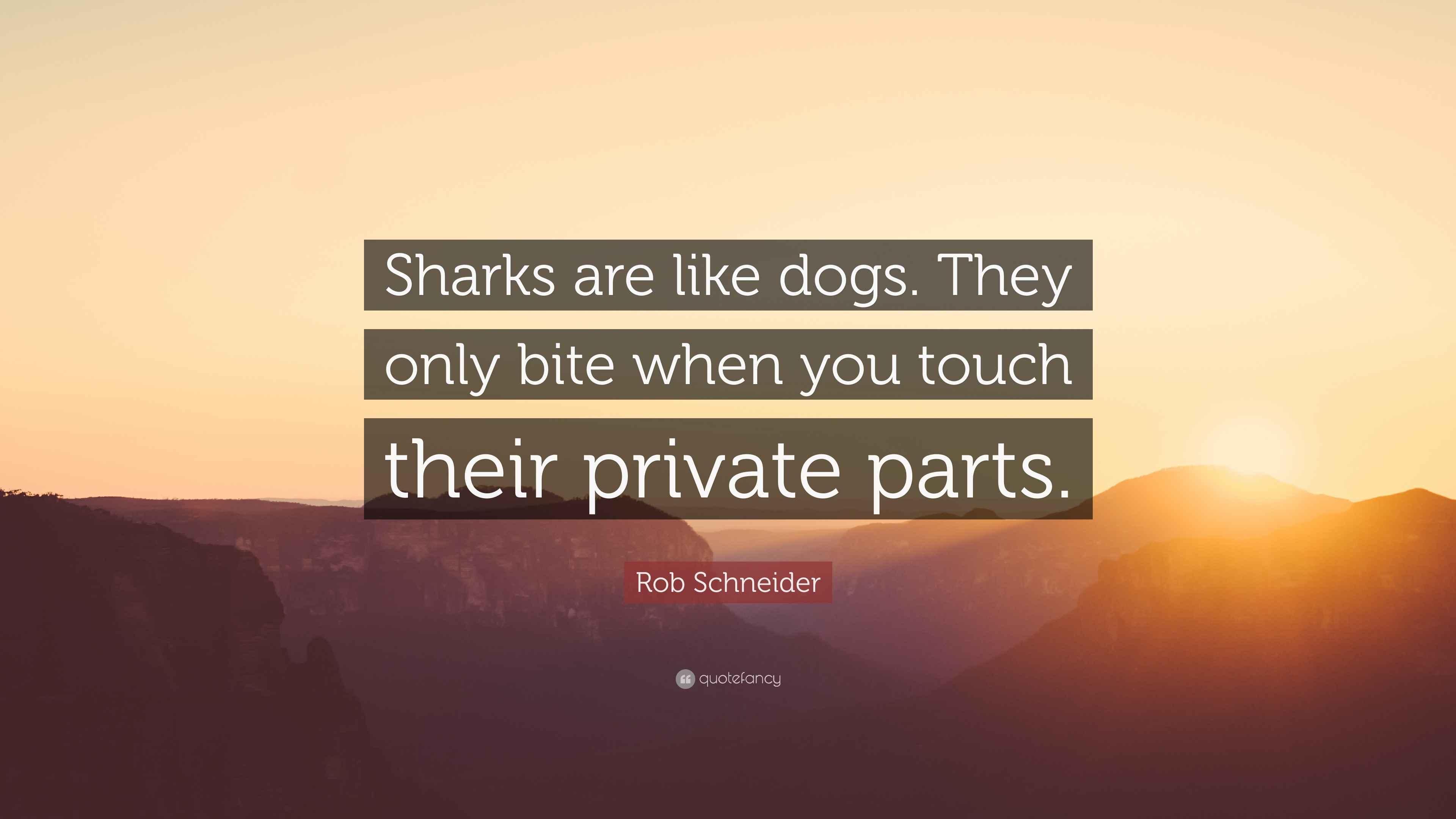 Rob Schneider Quote: “Sharks are like dogs. They only bite when you ...