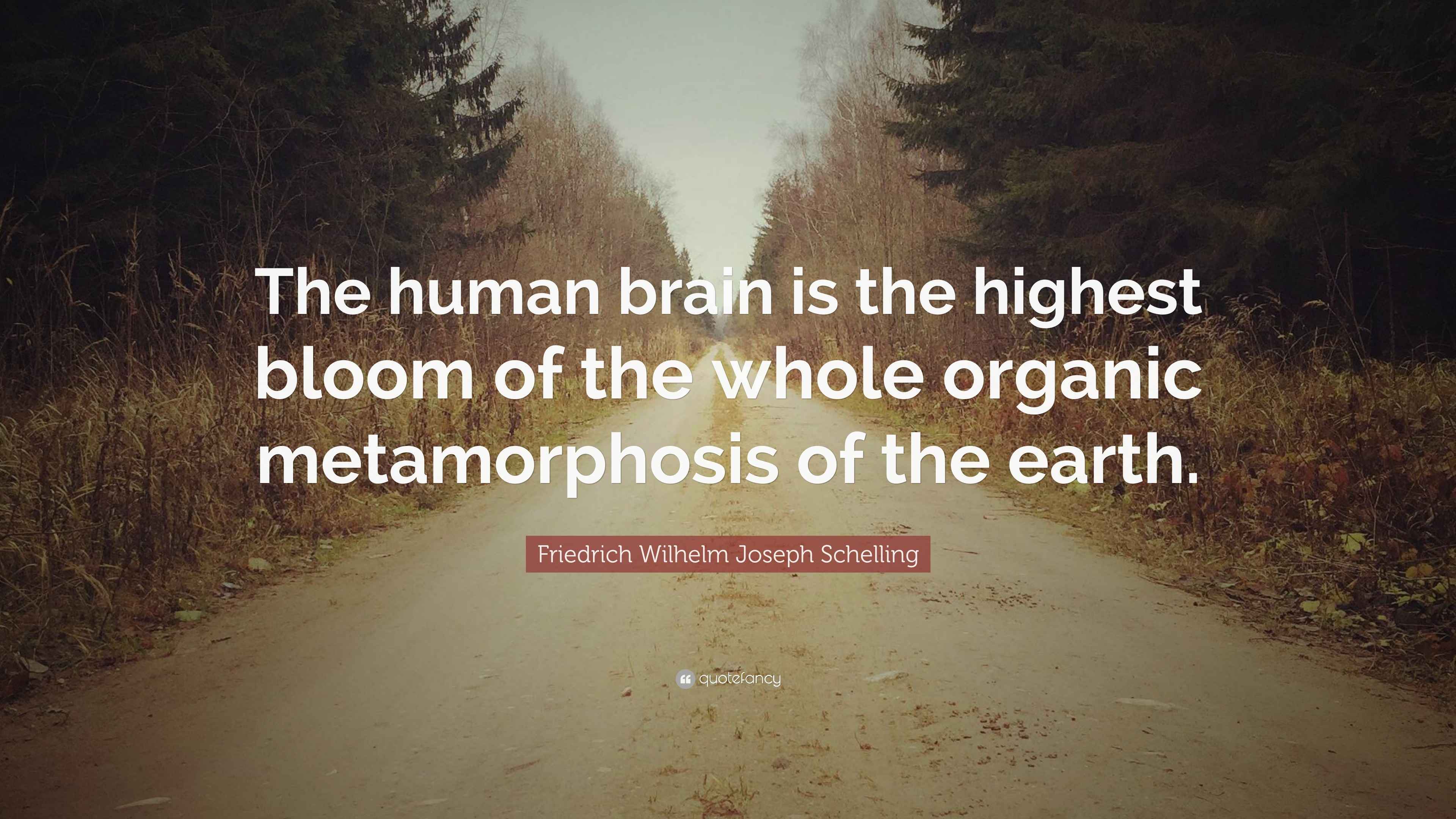 Friedrich Wilhelm Joseph Schelling Quote: “The human brain is the ...