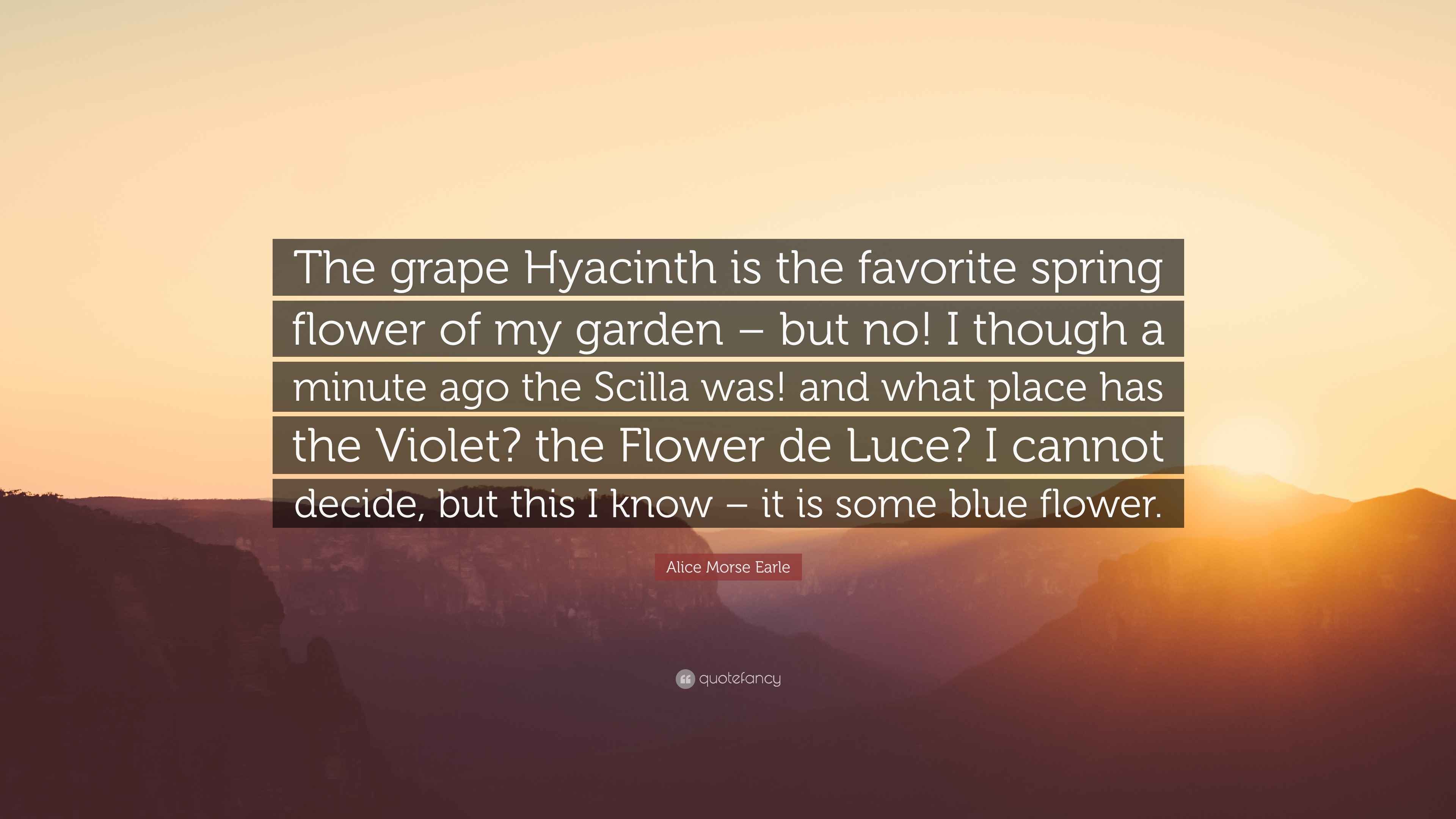 Alice Morse Earle Quote: “The grape Hyacinth is the favorite spring ...