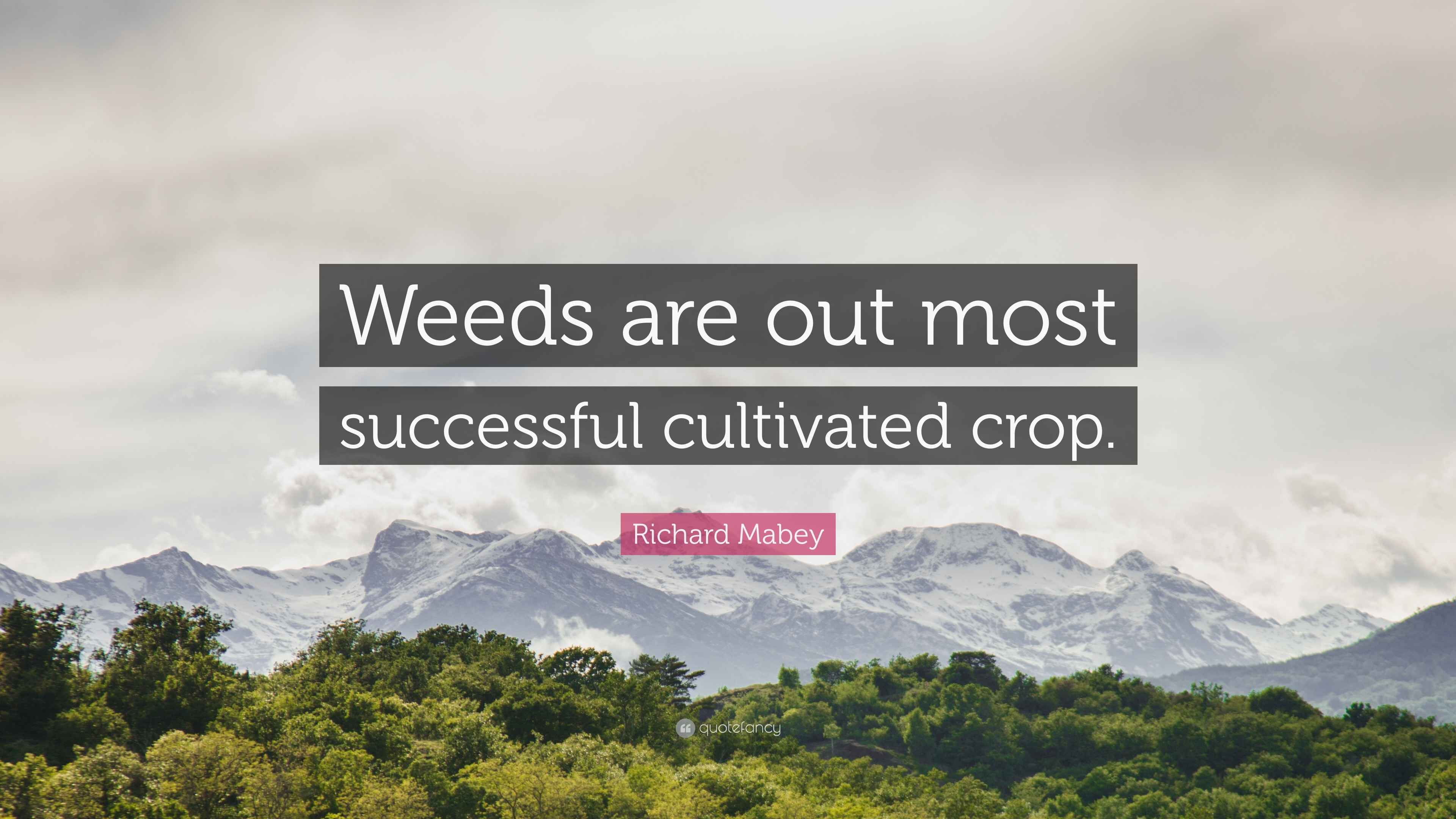 Richard Mabey Quote: “Weeds are out most successful cultivated crop.”