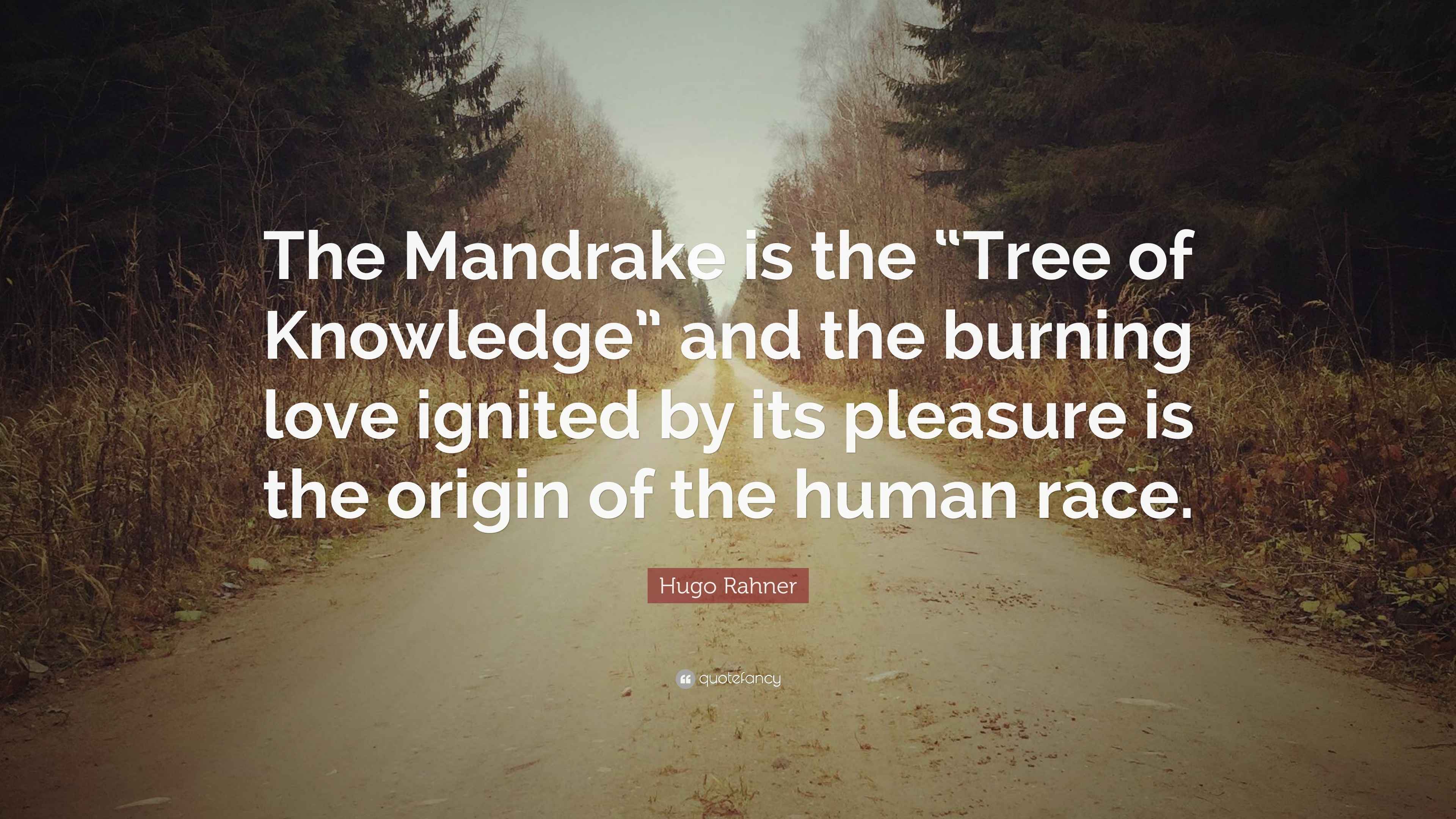 Hugo Rahner Quote: “The Mandrake is the “Tree of Knowledge” and the ...