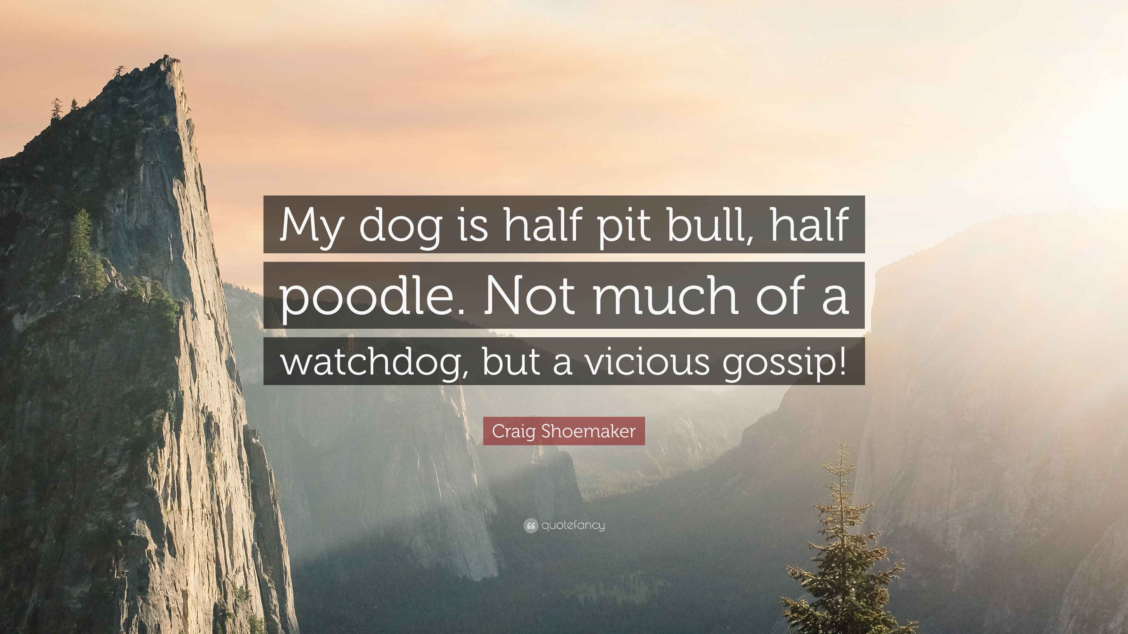 Craig Shoemaker Quote: “My dog is half pit bull, half poodle. Not much ...