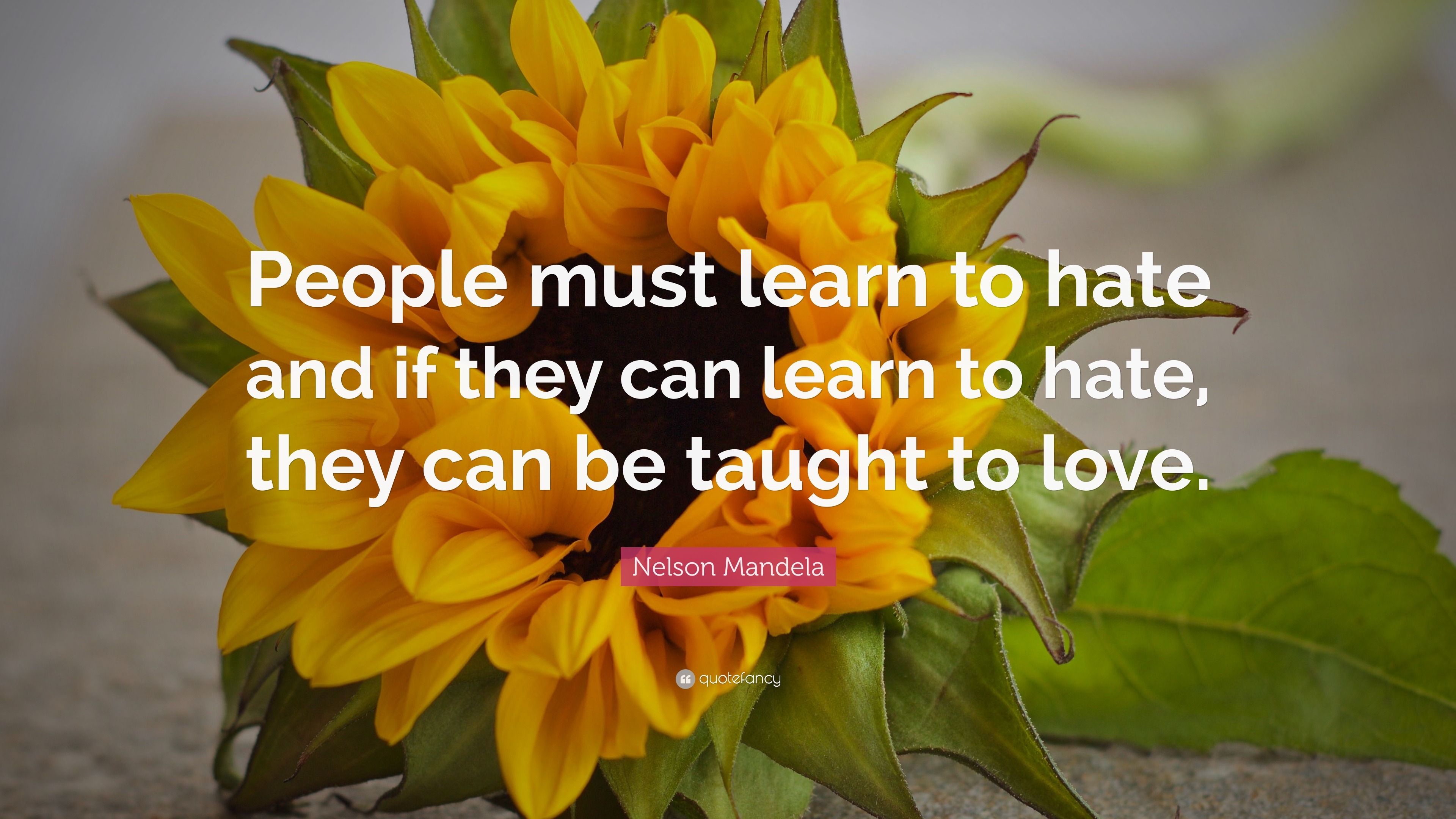 Nelson Mandela Quote: “People must learn to hate and if they can learn ...