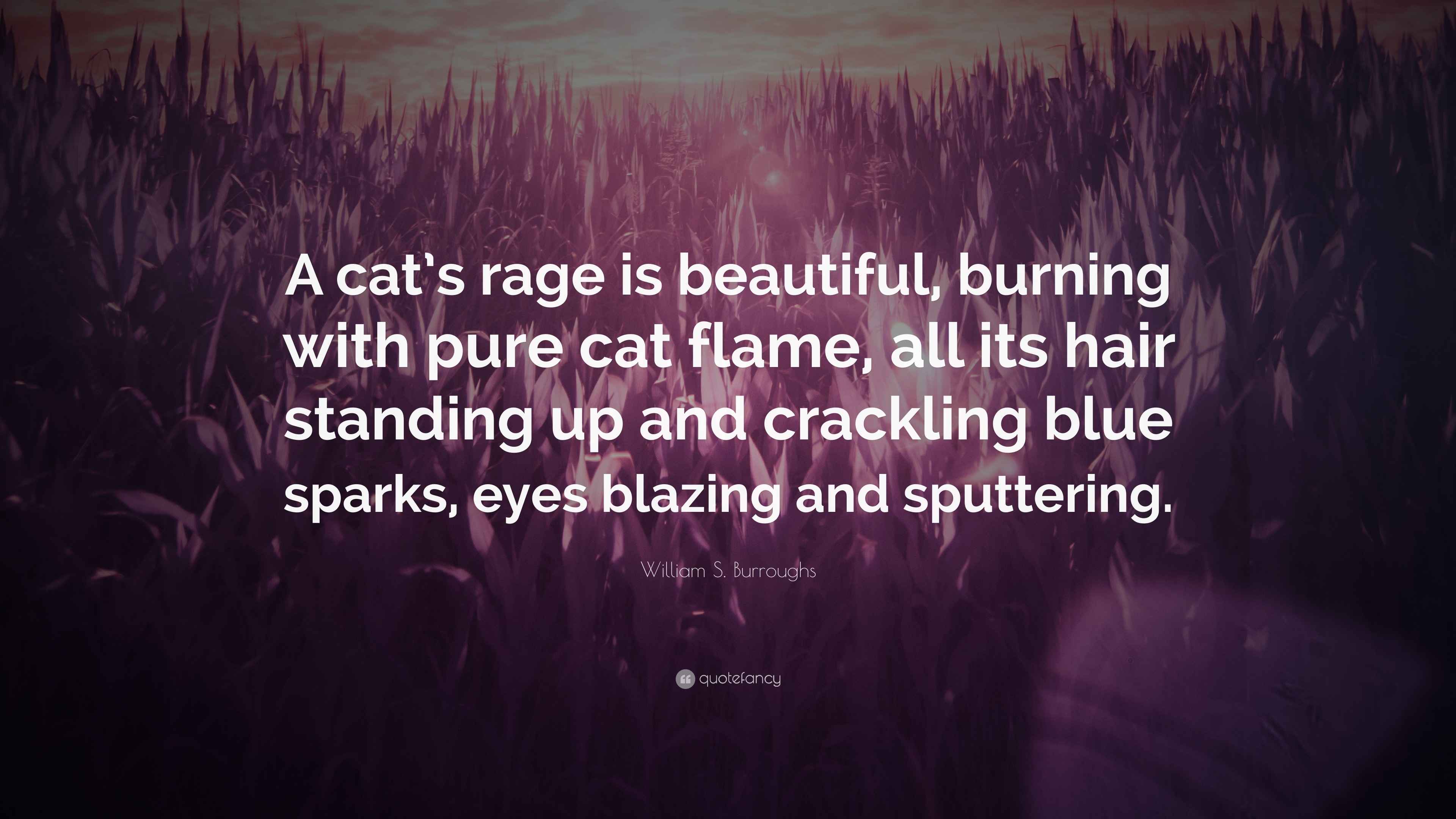 William S. Burroughs Quote: “A cat’s rage is beautiful, burning with ...
