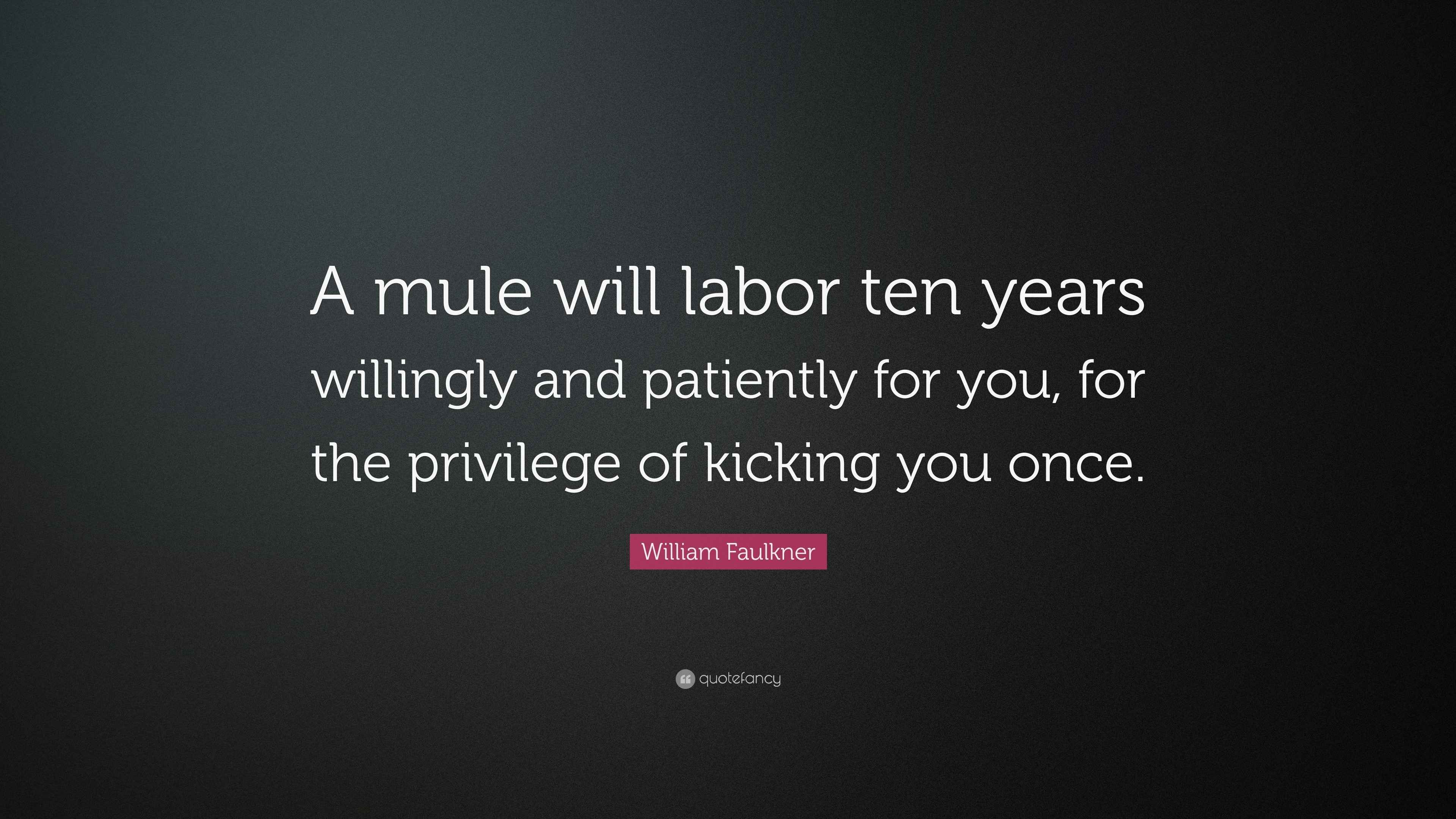 William Faulkner Quote: “A mule will labor ten years willingly and ...