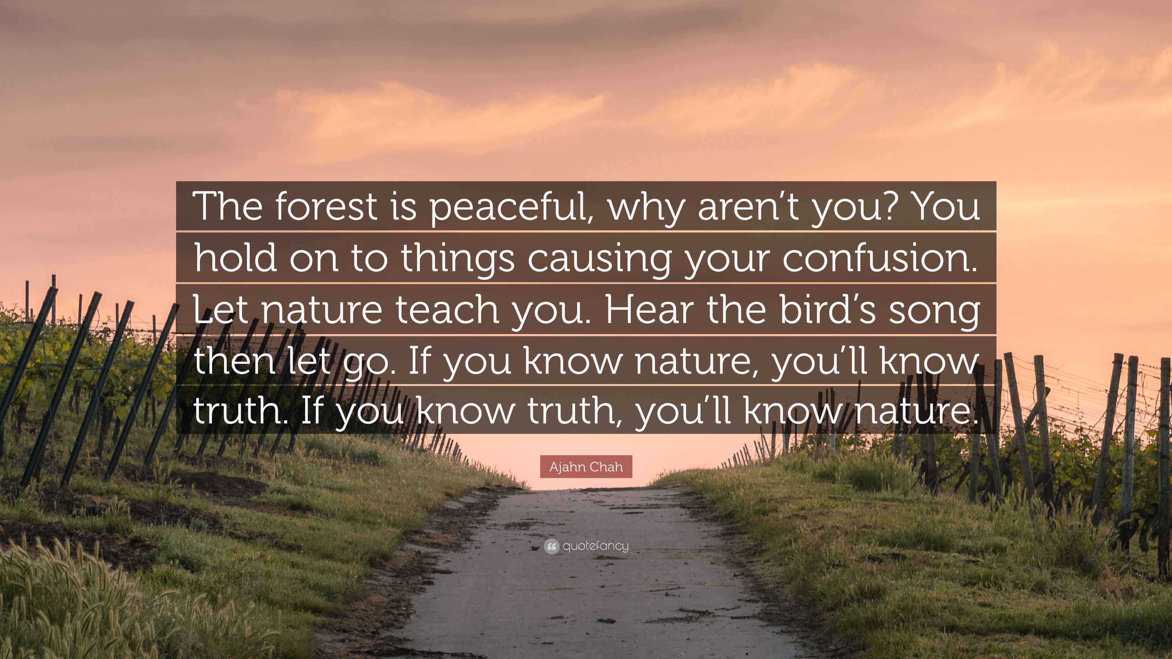 Ajahn Chah Quote: “The forest is peaceful, why aren’t you? You hold on ...