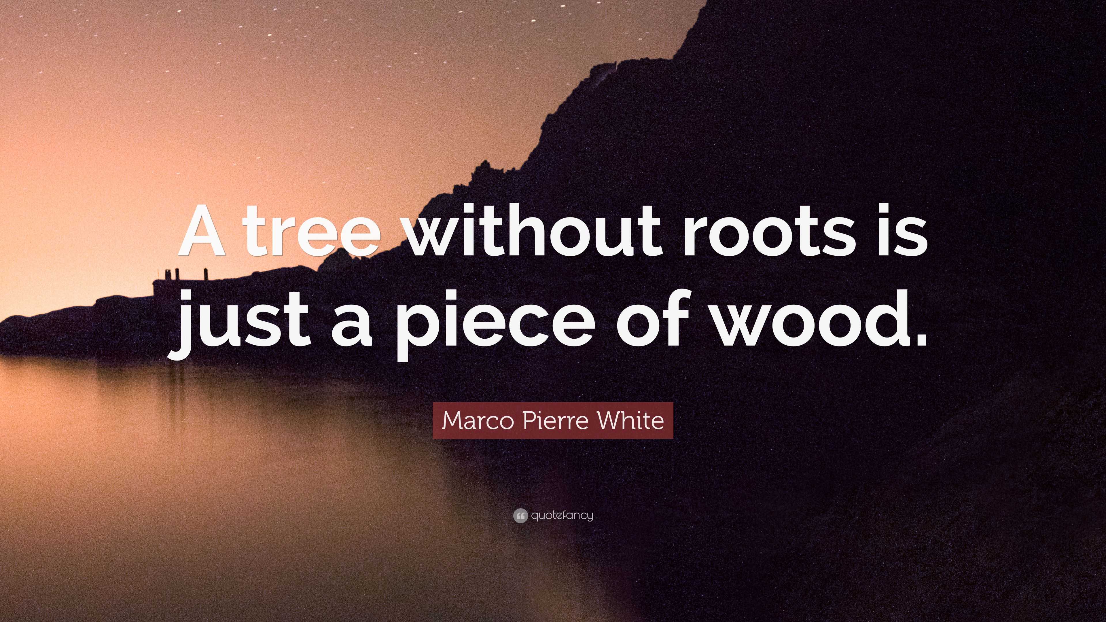 Marco Pierre White Quote: “A tree without roots is just a piece of wood.”