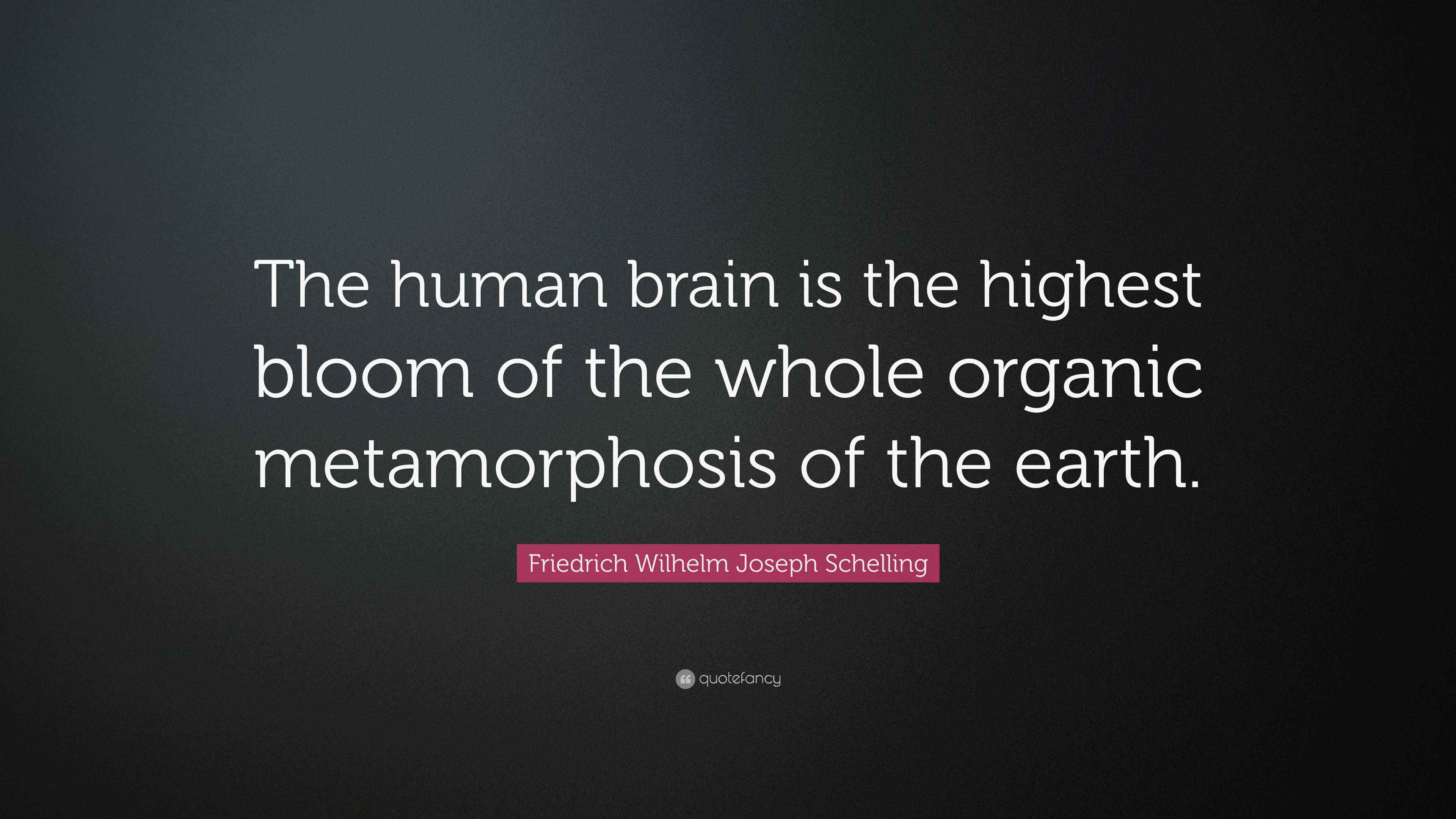 Friedrich Wilhelm Joseph Schelling Quote: “The human brain is the ...
