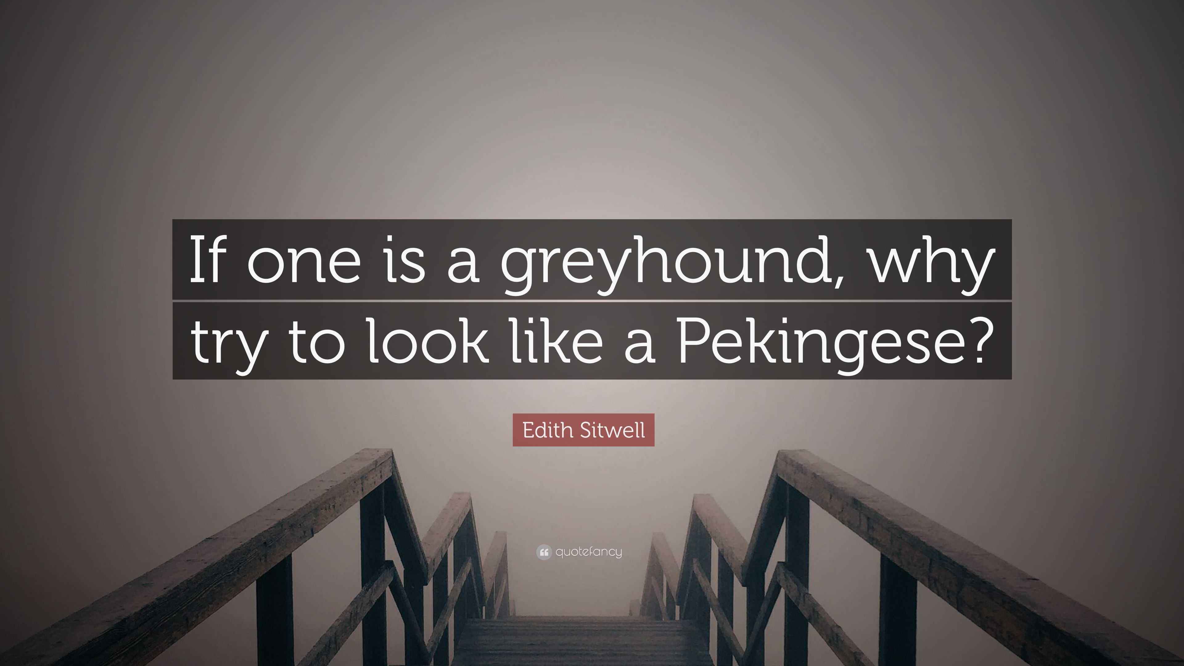 Edith Sitwell Quote: “If one is a greyhound, why try to look like a ...