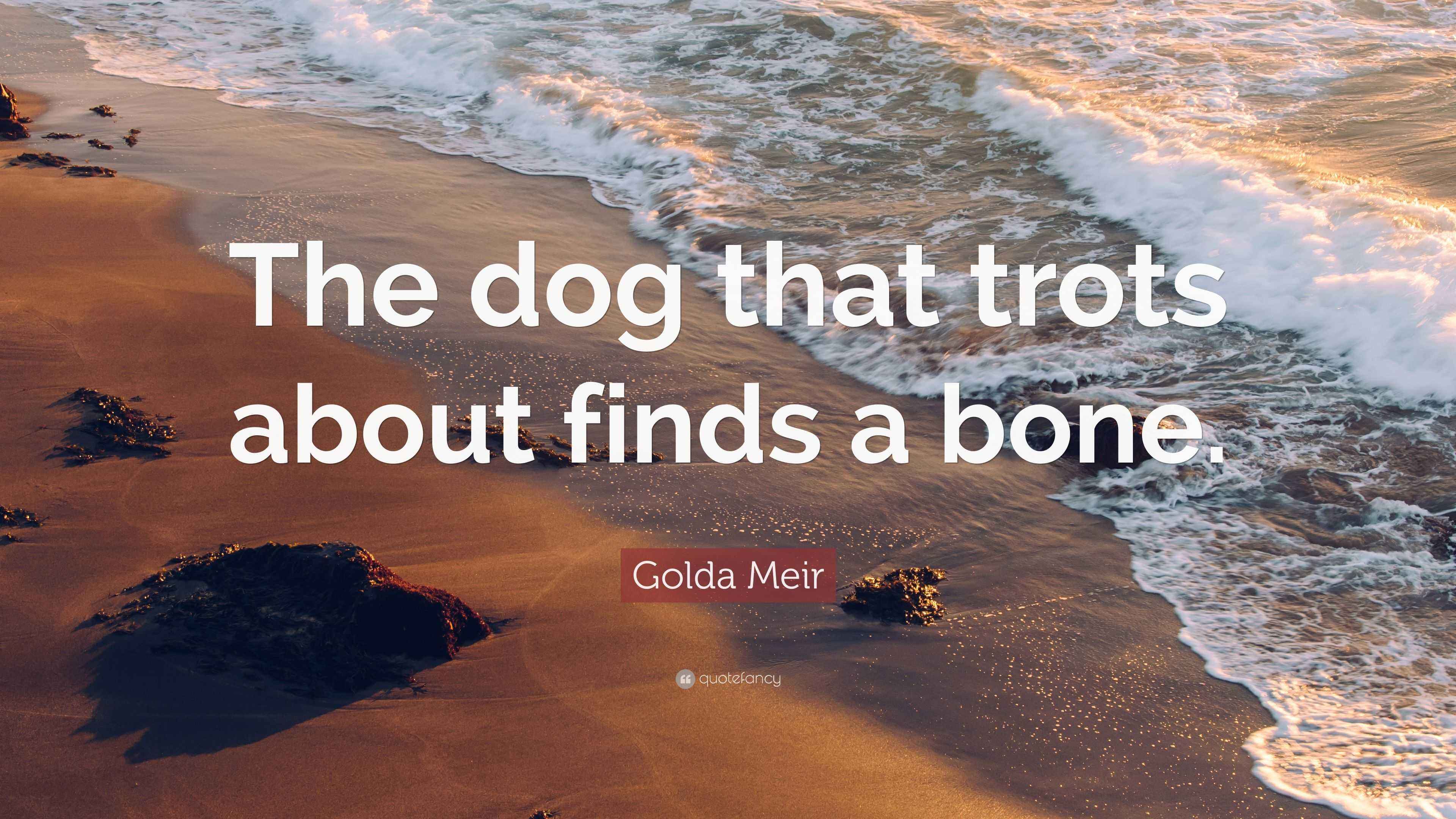 Golda Meir Quote: “The dog that trots about finds a bone.”