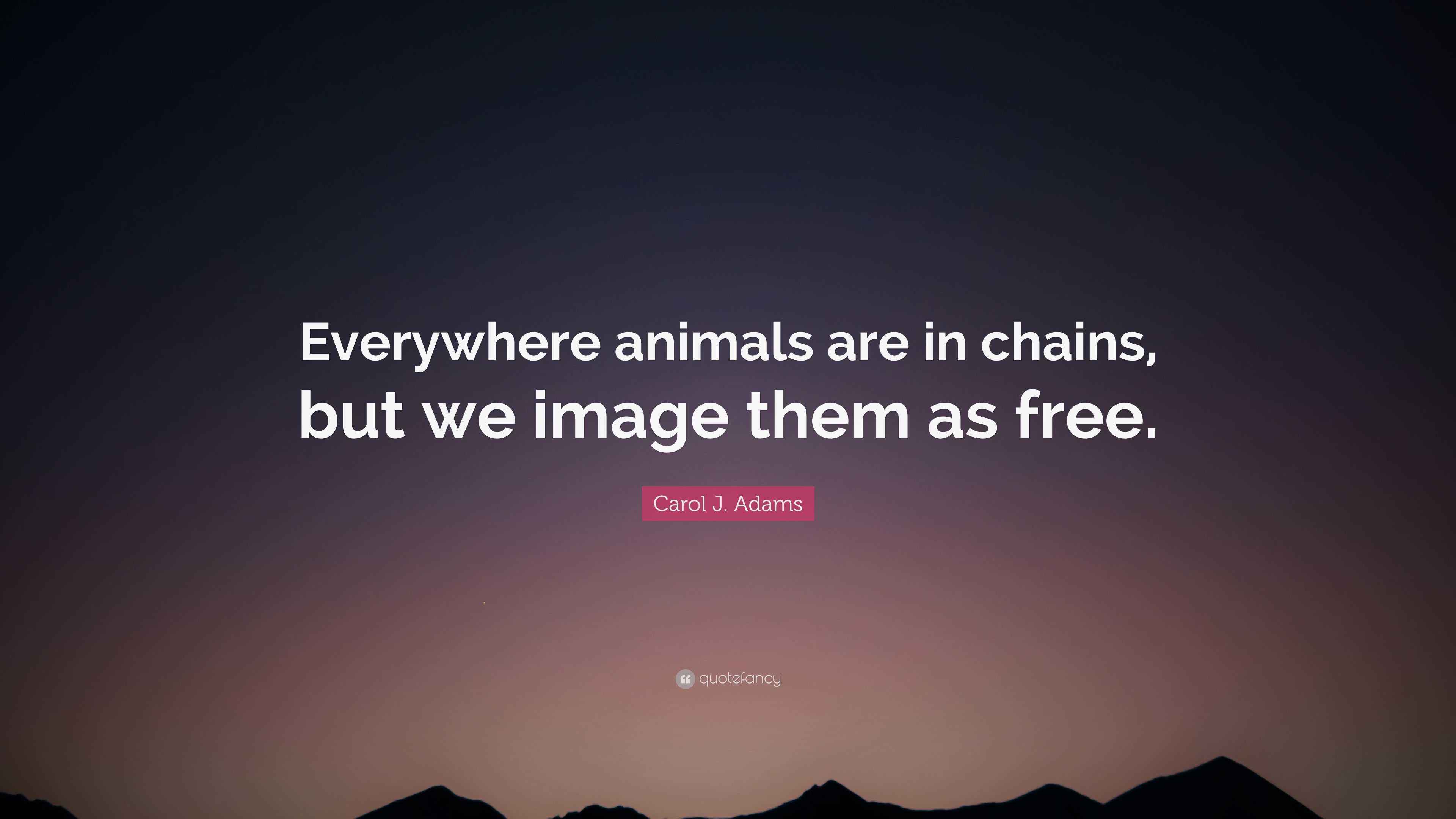 Carol J. Adams Quote: “Everywhere animals are in chains, but we image ...