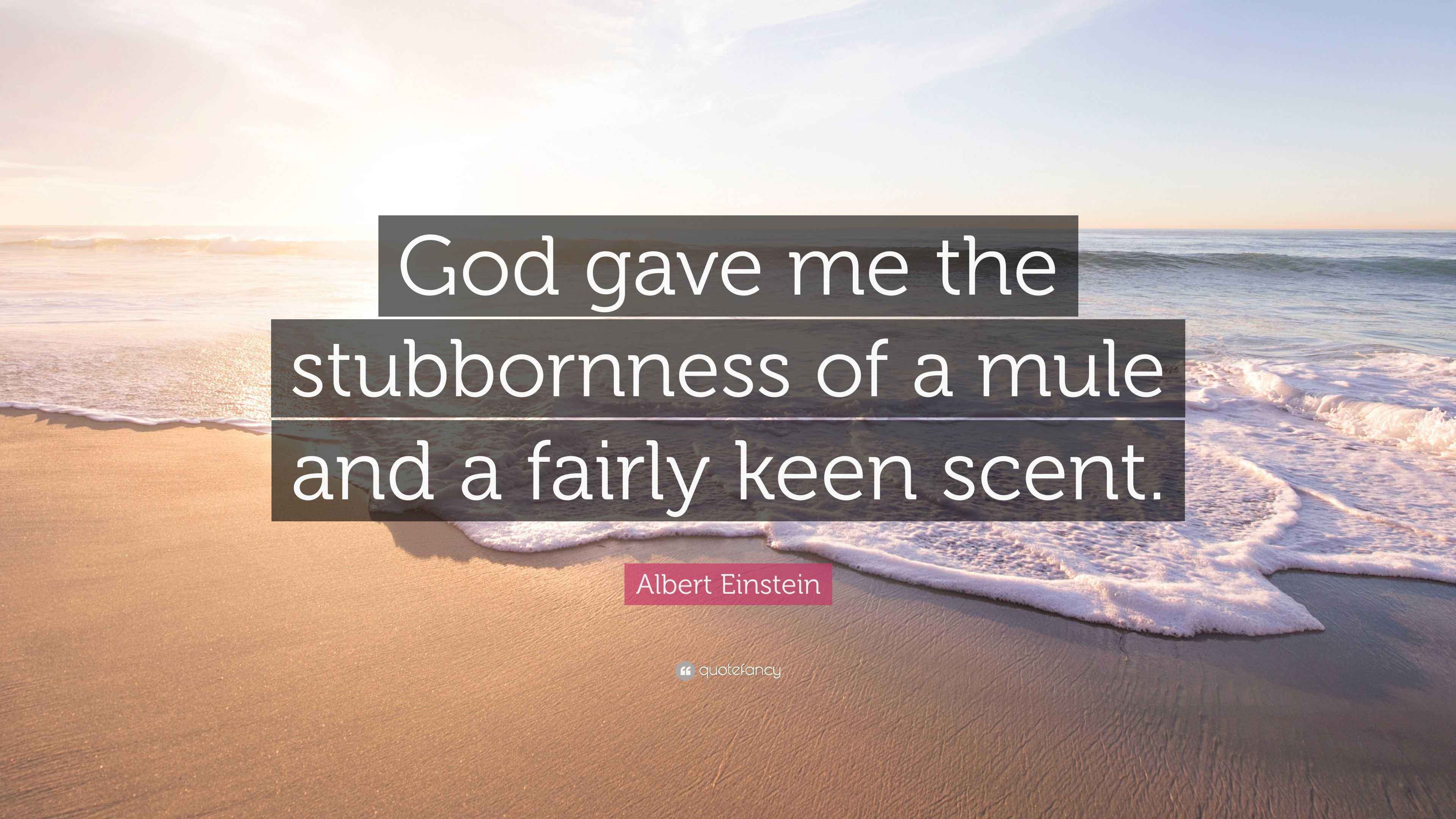 Albert Einstein Quote: “God gave me the stubbornness of a mule and a ...