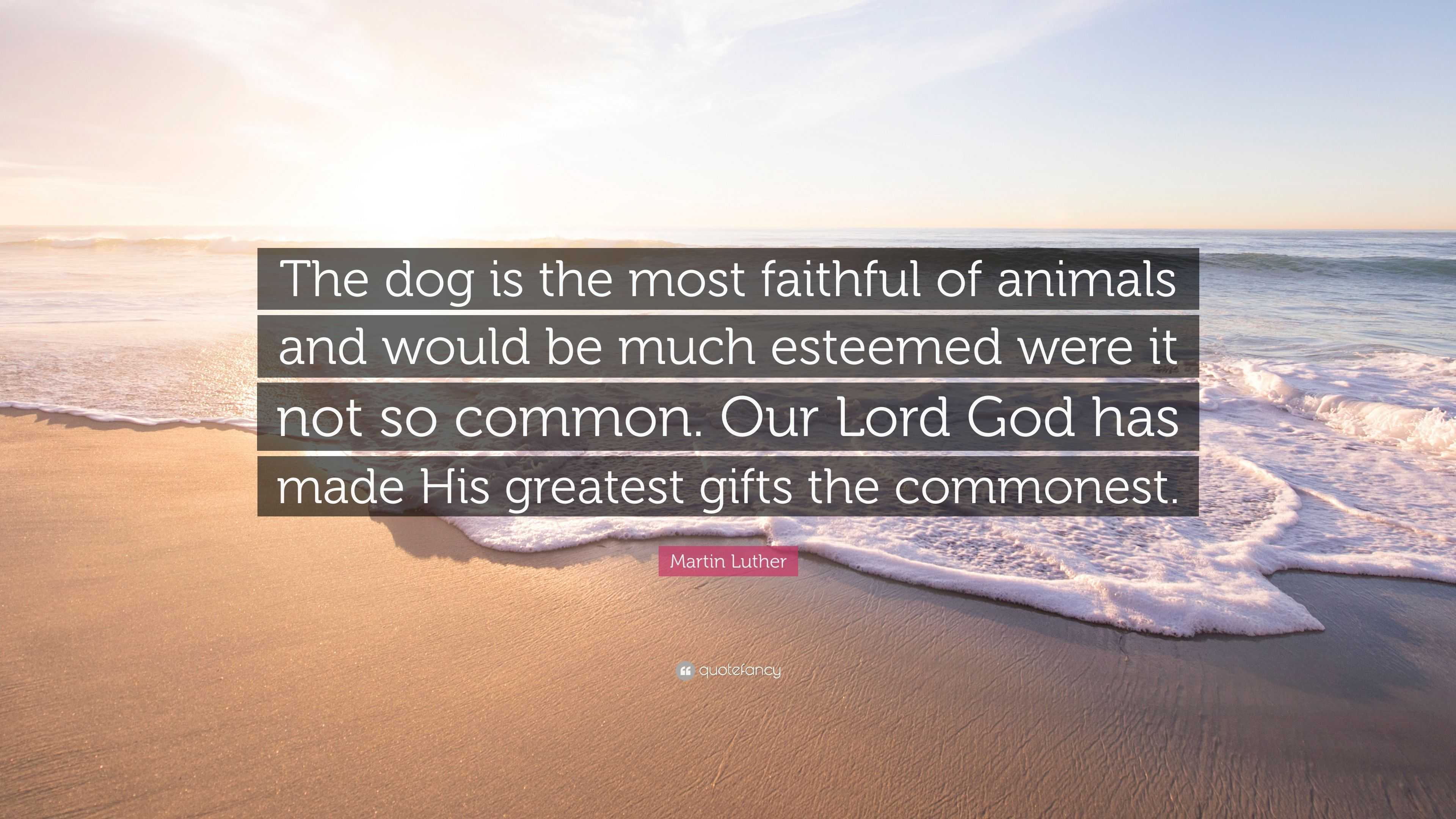 Martin Luther Quote: “The dog is the most faithful of animals and would ...