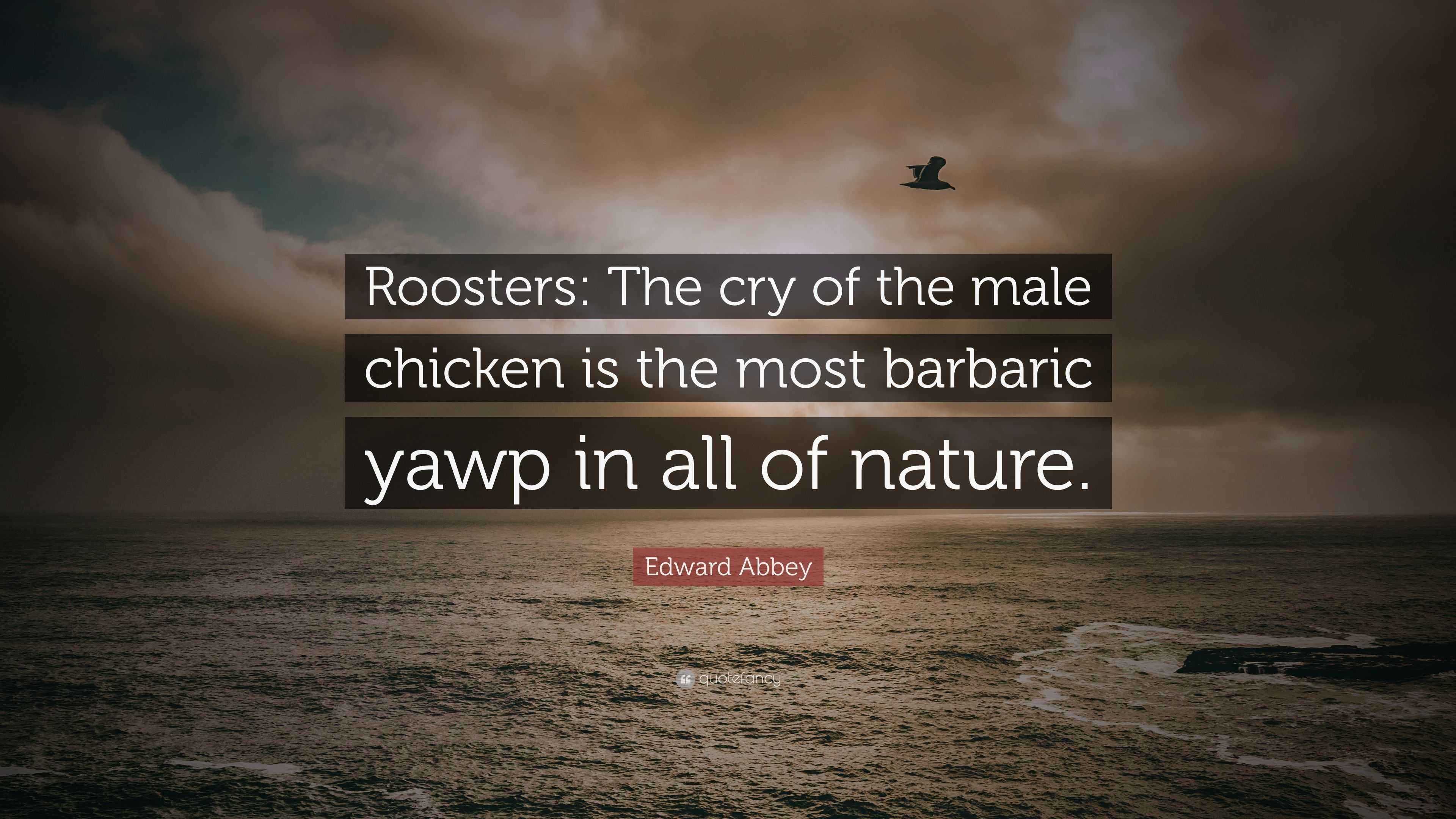 Edward Abbey Quote: “Roosters: The cry of the male chicken is the most ...