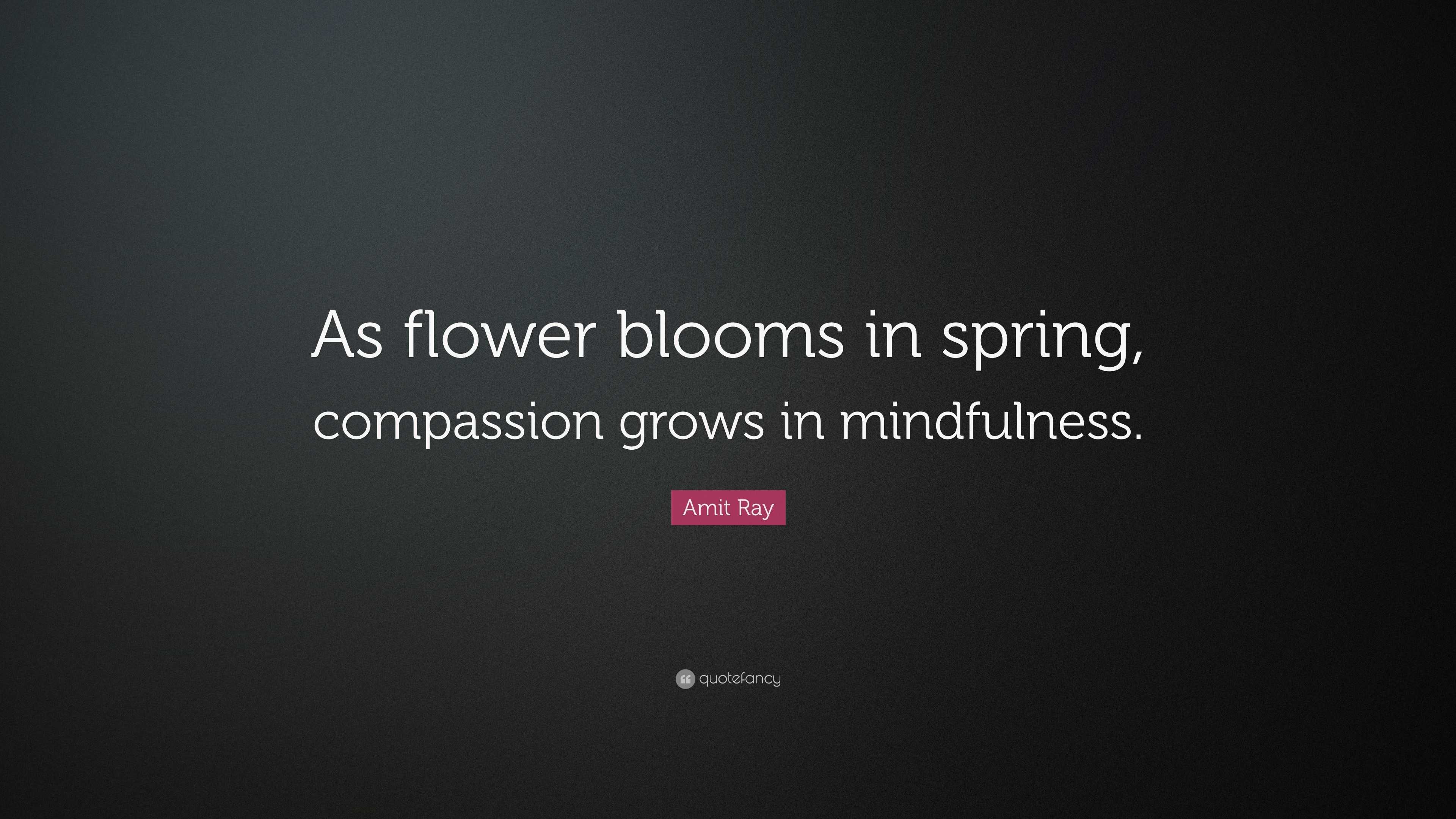 Amit Ray Quote: “As flower blooms in spring, compassion grows in ...