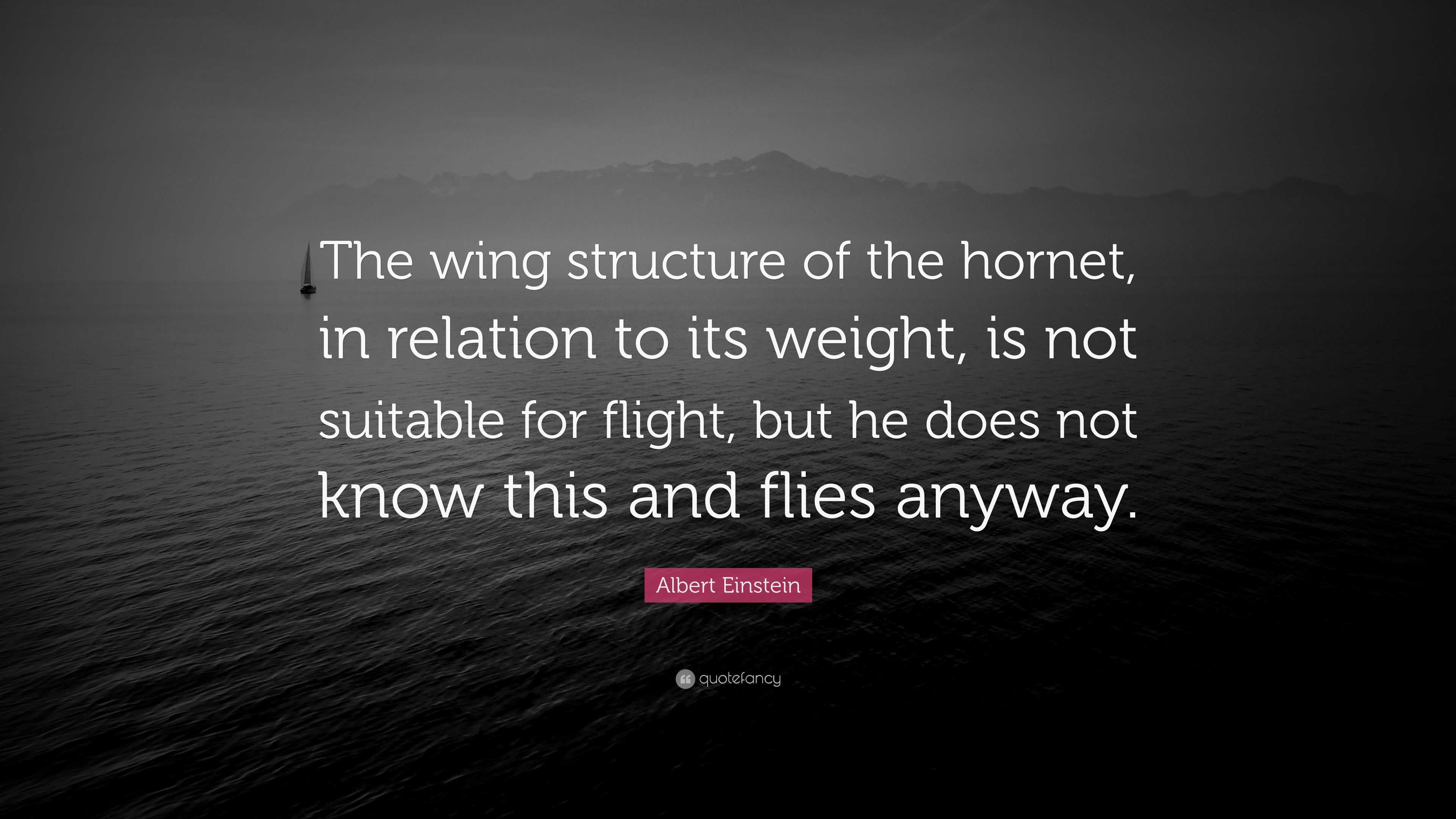 Albert Einstein Quote: “The wing structure of the hornet, in relation ...