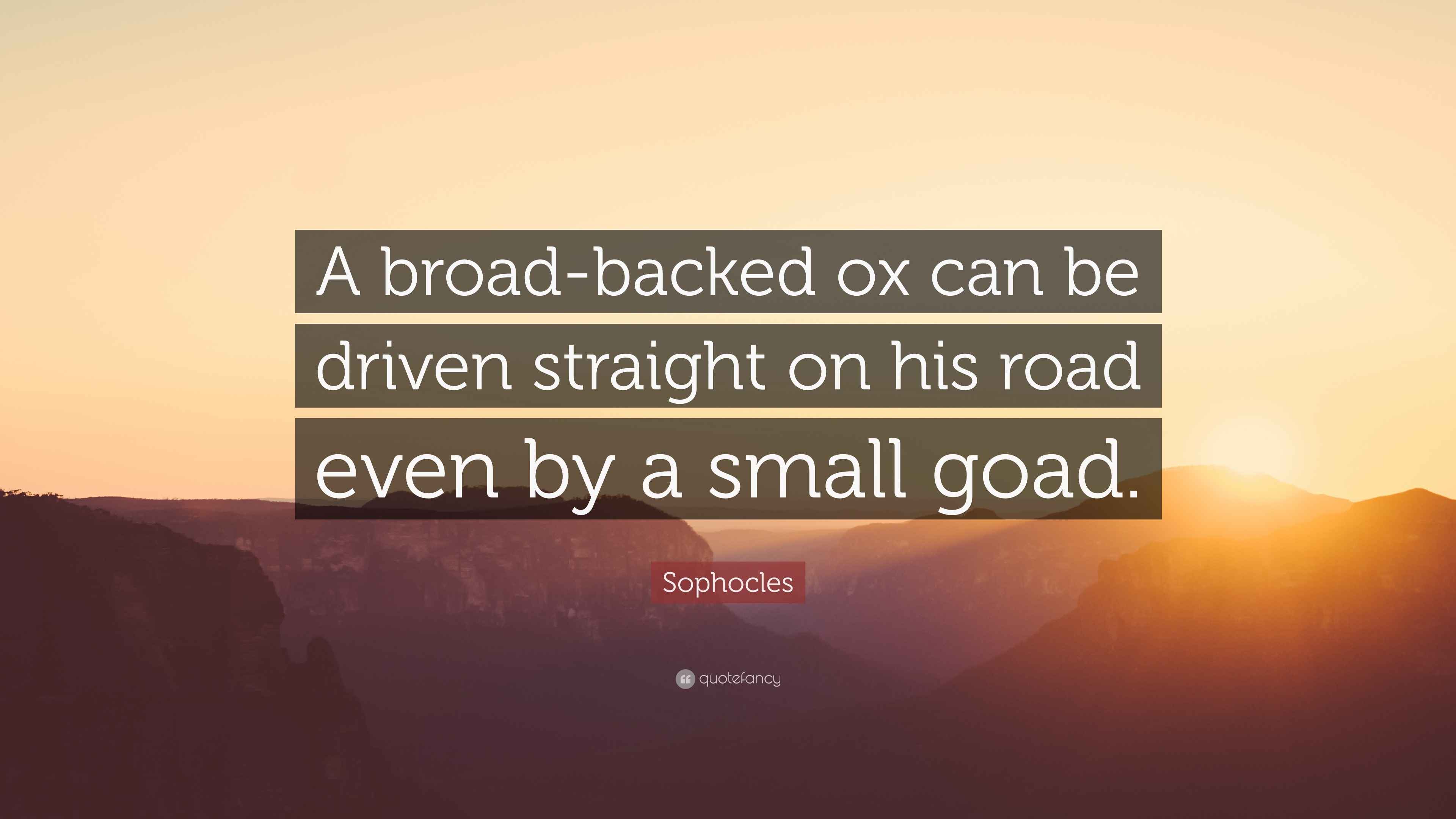 Sophocles Quote: “A broad-backed ox can be driven straight on his road ...