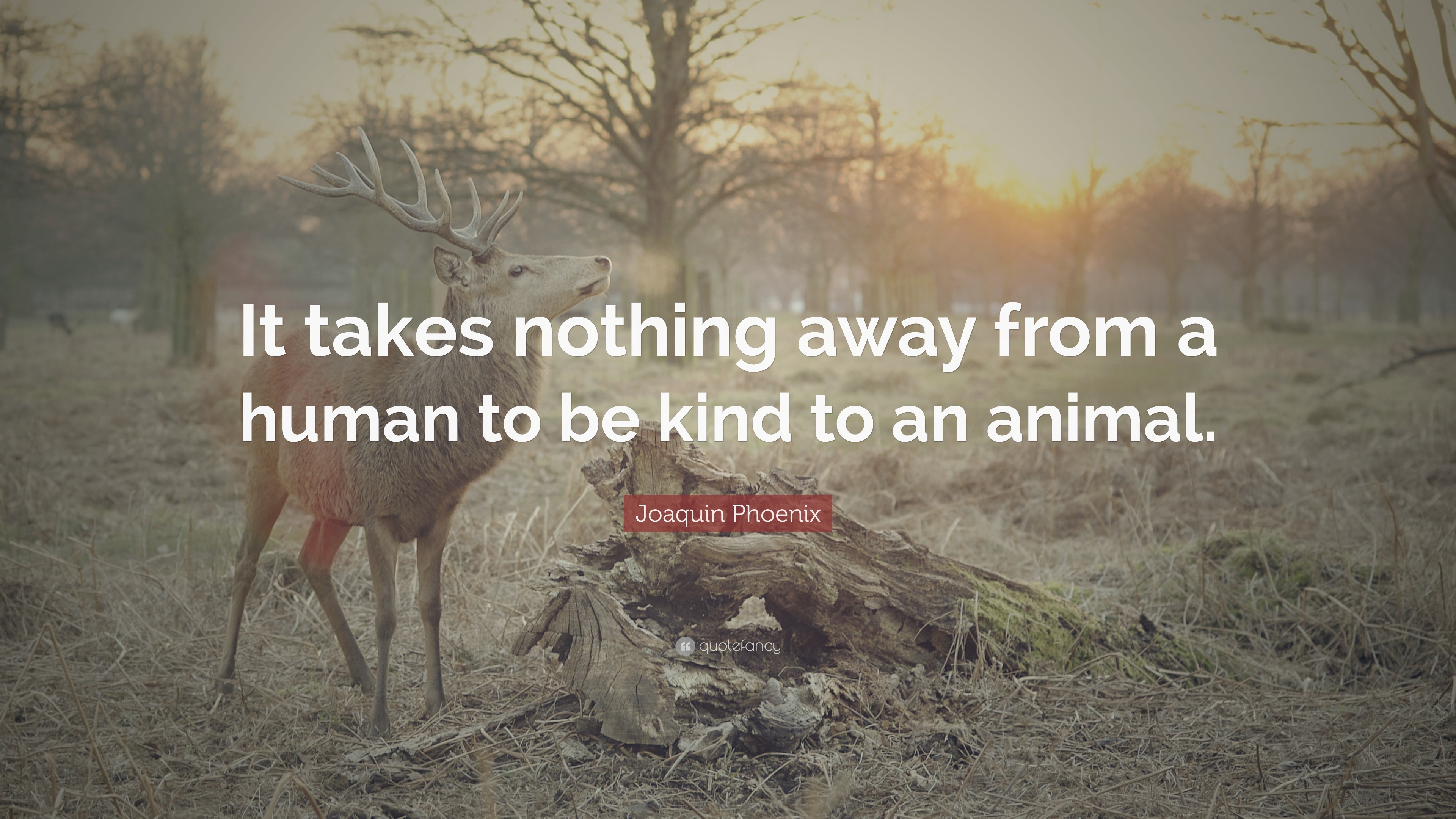 Joaquin Phoenix Quote: “It takes nothing away from a human to be kind ...