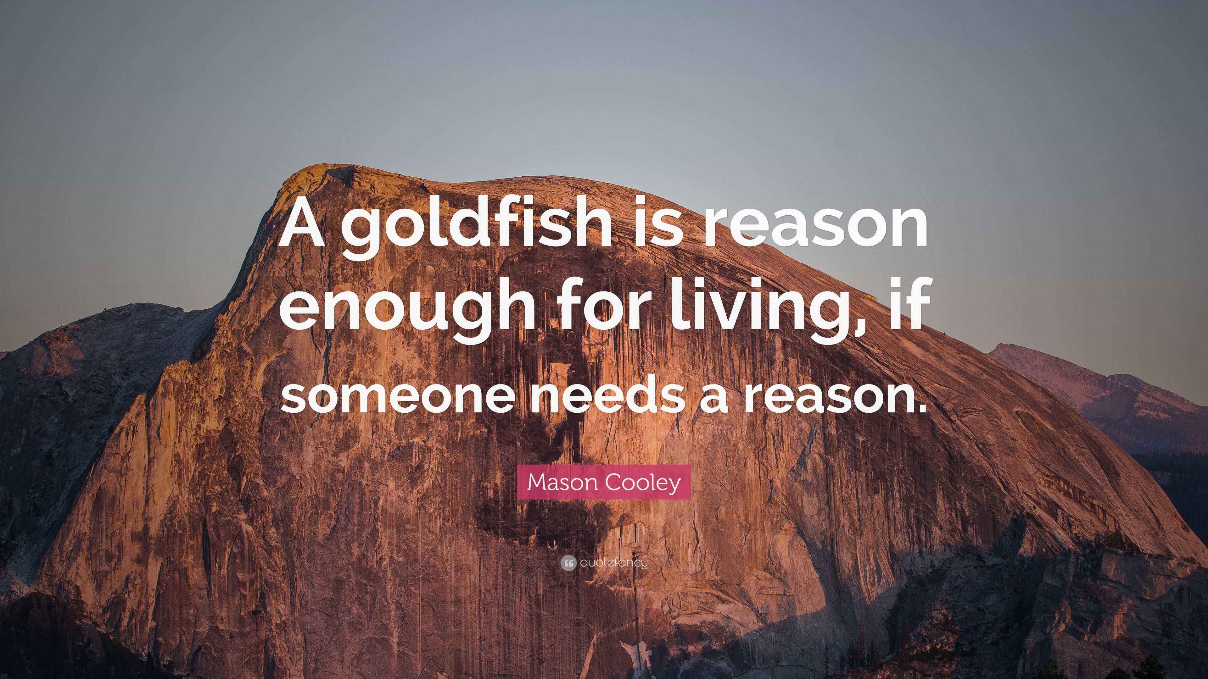 Mason Cooley Quote: “A goldfish is reason enough for living, if someone ...