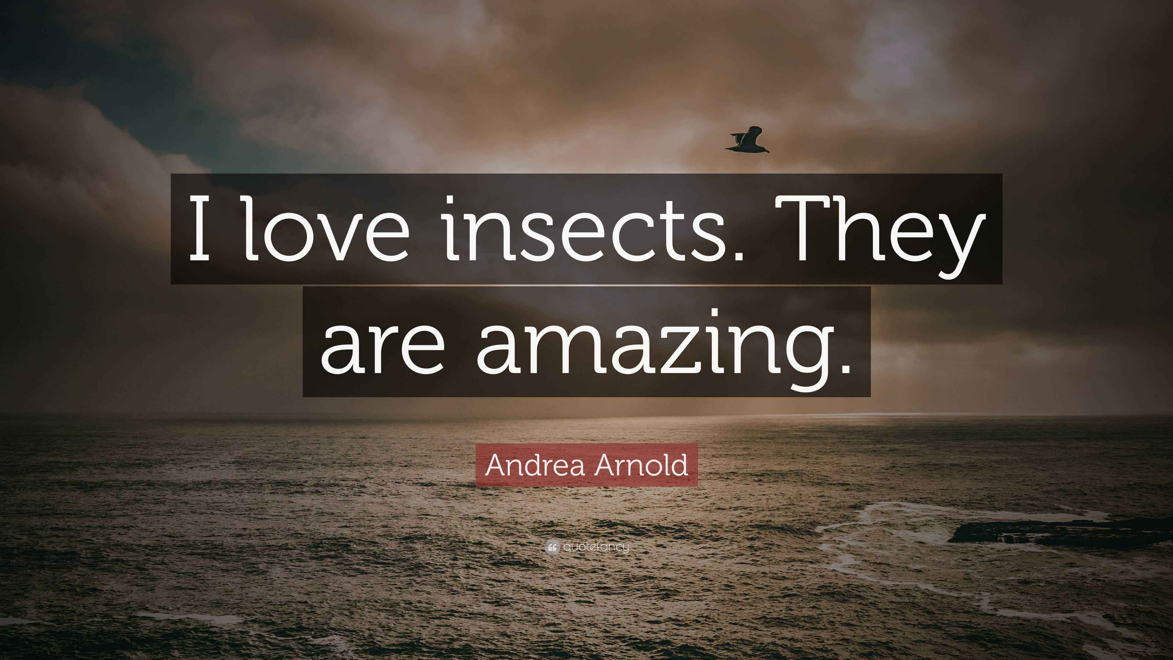 Andrea Arnold Quote: “I love insects. They are amazing.”