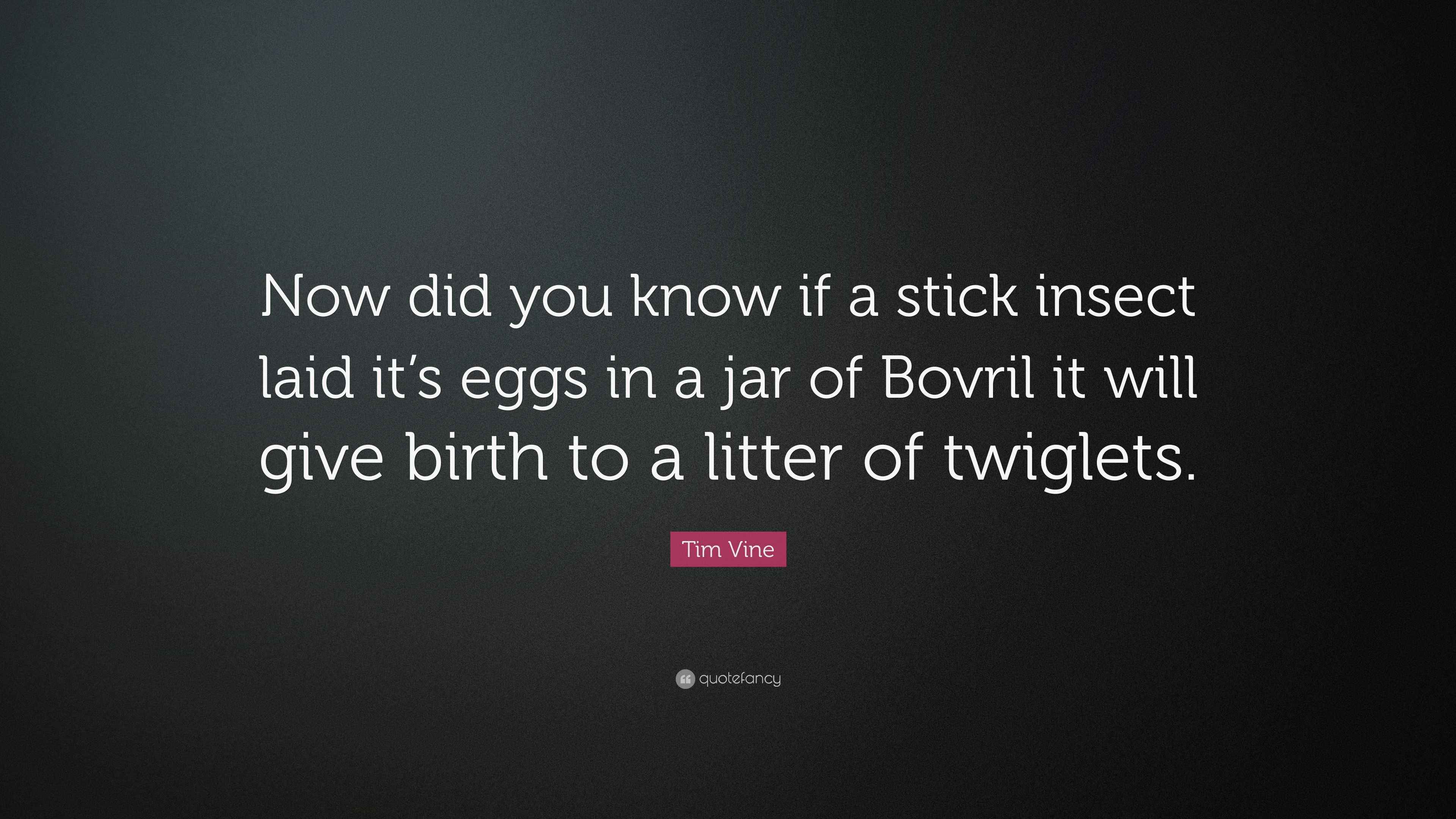 Tim Vine Quote: “Now did you know if a stick insect laid it’s eggs in a ...