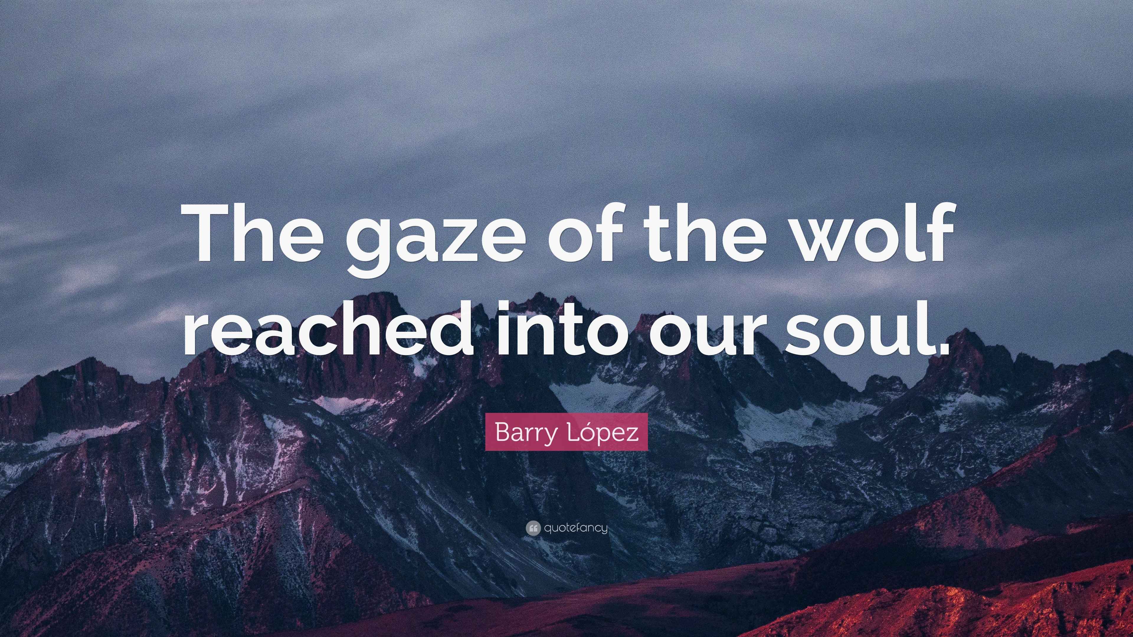 Barry López Quote: “The gaze of the wolf reached into our soul.”