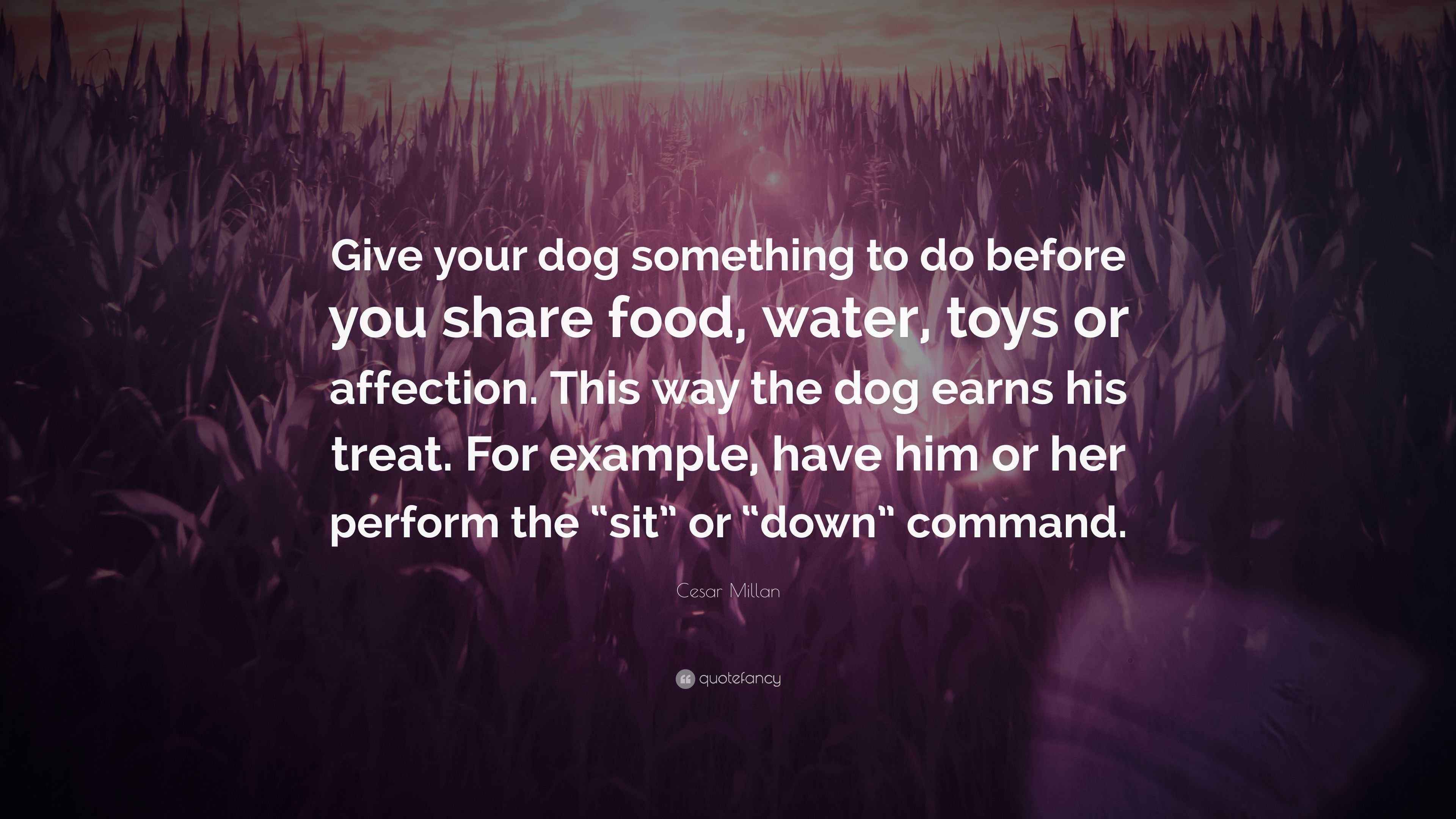 Cesar Millan Quote: “Give your dog something to do before you share ...