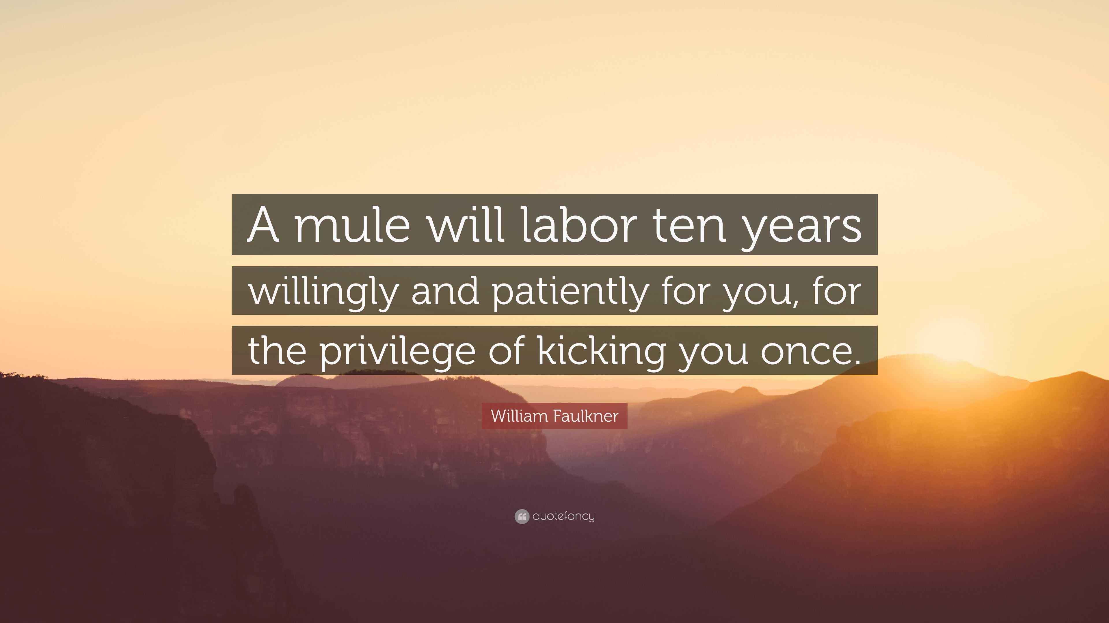 William Faulkner Quote: “A mule will labor ten years willingly and ...
