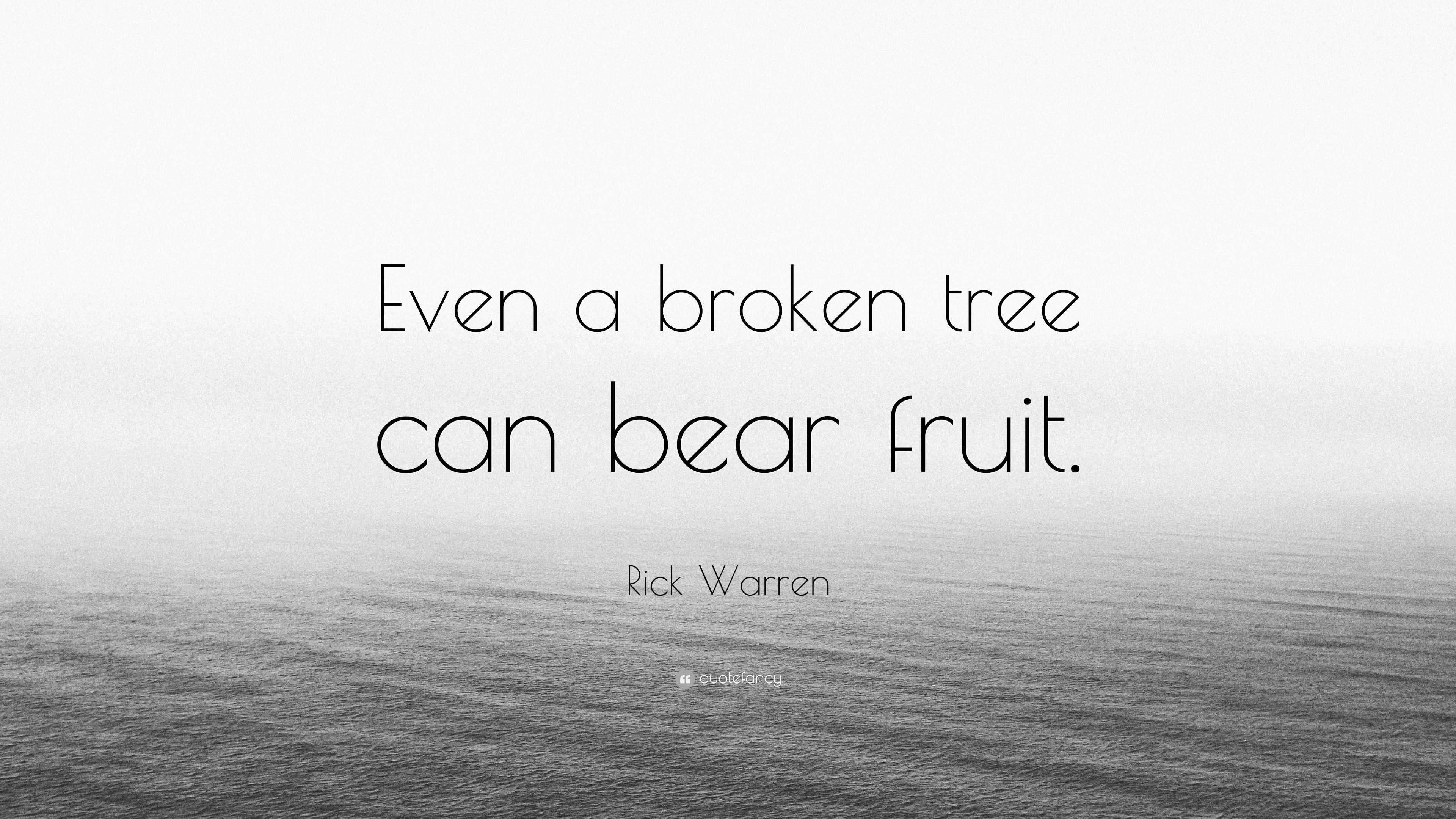 Rick Warren Quote: “Even a broken tree can bear fruit.”