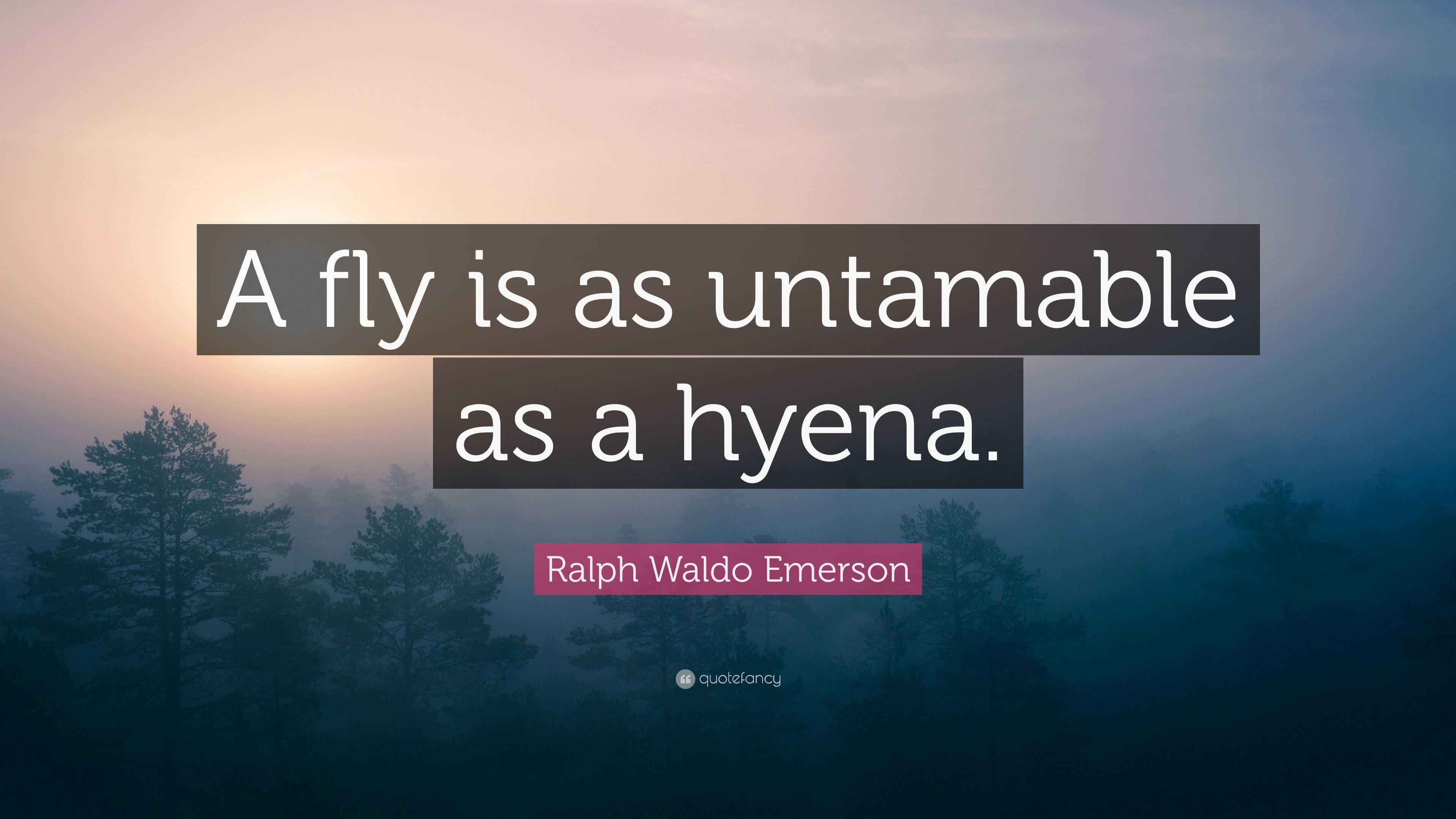 Ralph Waldo Emerson Quote: “A fly is as untamable as a hyena.”
