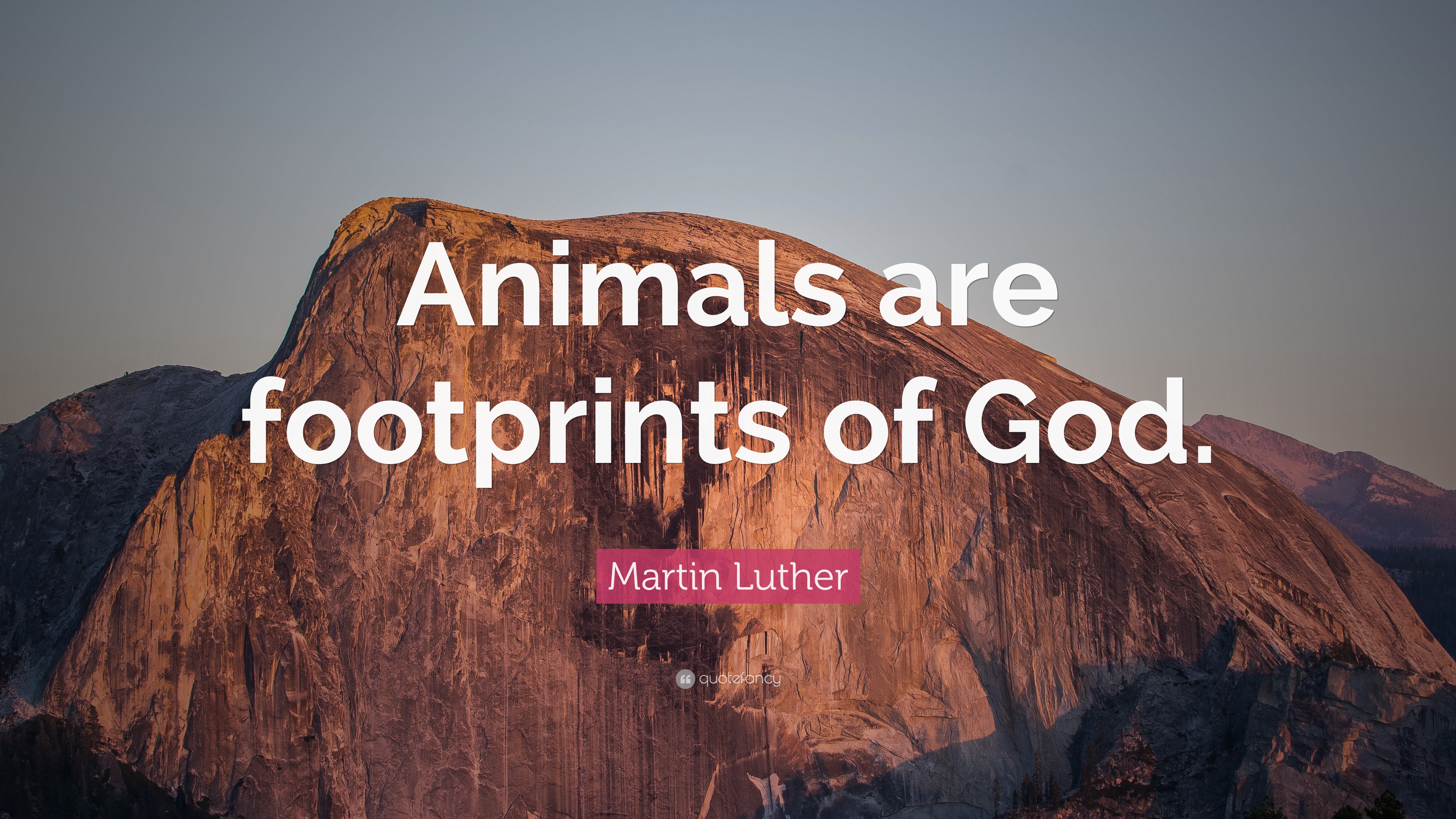 Martin Luther Quote: “Animals are footprints of God.”